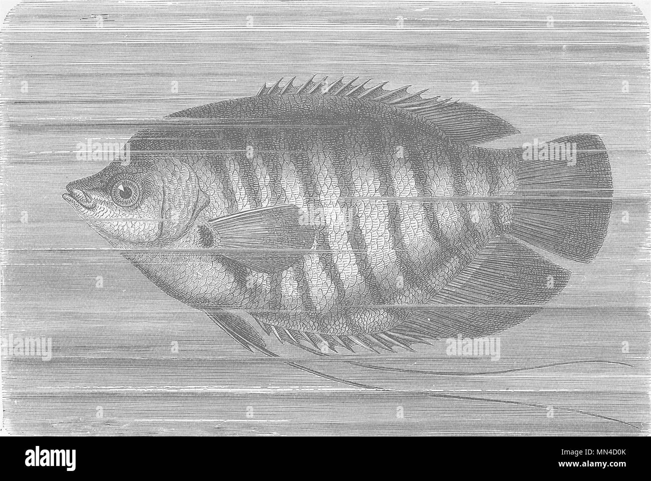 Gurami Black and White Stock Photos & Images - Alamy