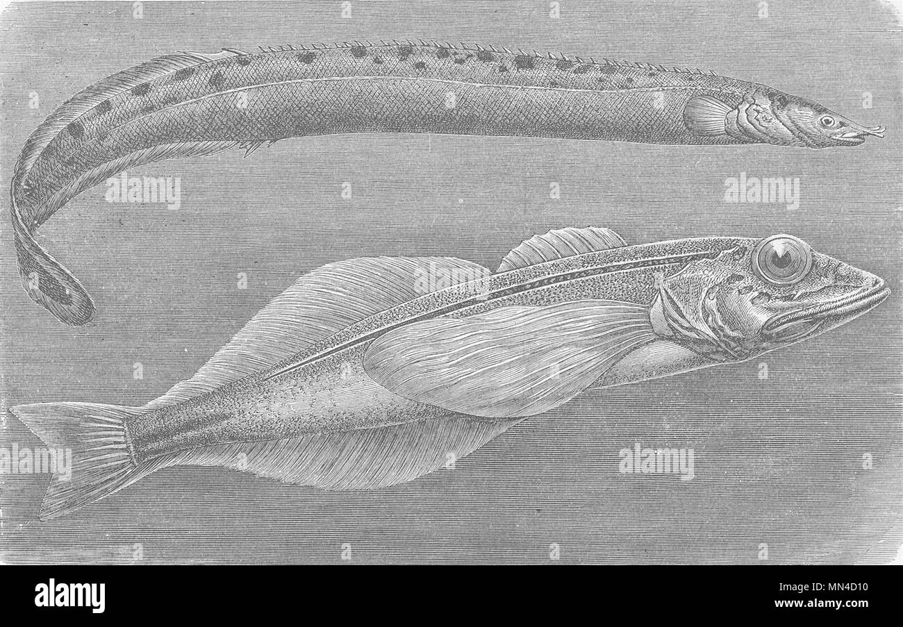 Spiny eel hi-res stock photography and images - Alamy