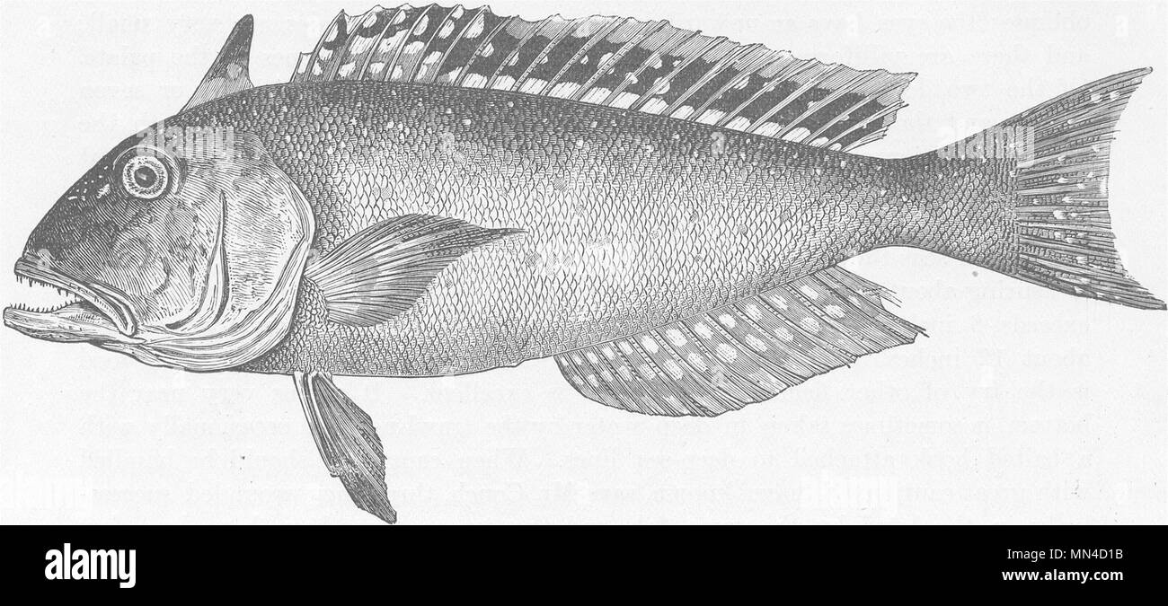 FISH. Tile-fish 1896 old antique vintage print picture Stock Photo - Alamy