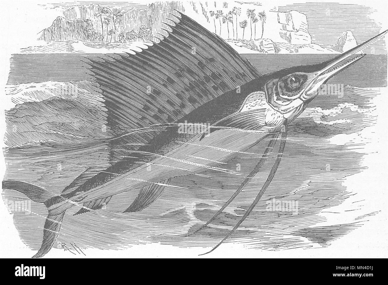 FISH. Spotted Indian sword-fish 1896 old antique vintage print picture ...