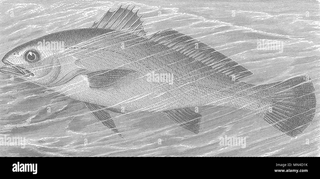 Our common fishes Black and White Stock Photos & Images - Alamy