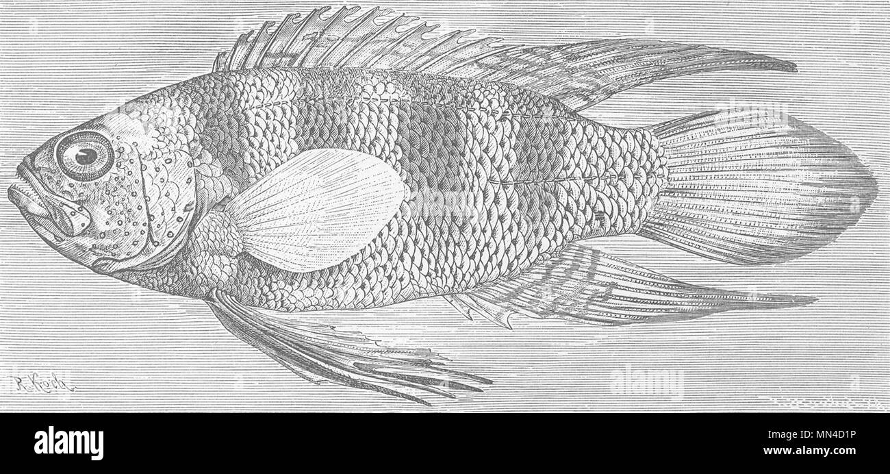 FISH. Bleeker's Plesiops 1896 old antique vintage print picture Stock ...
