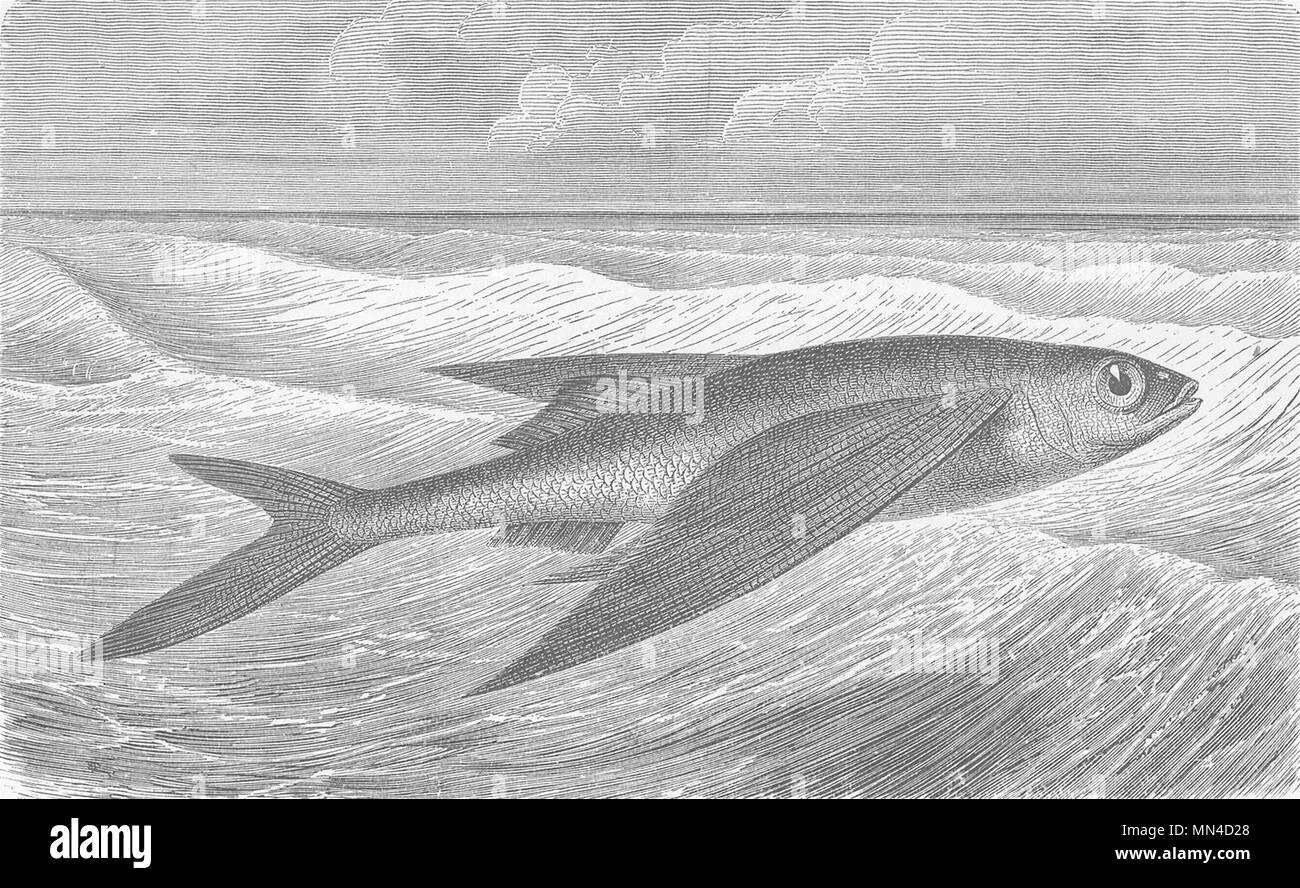 FISH. Flying fish 1896 old antique vintage print picture Stock Photo ...