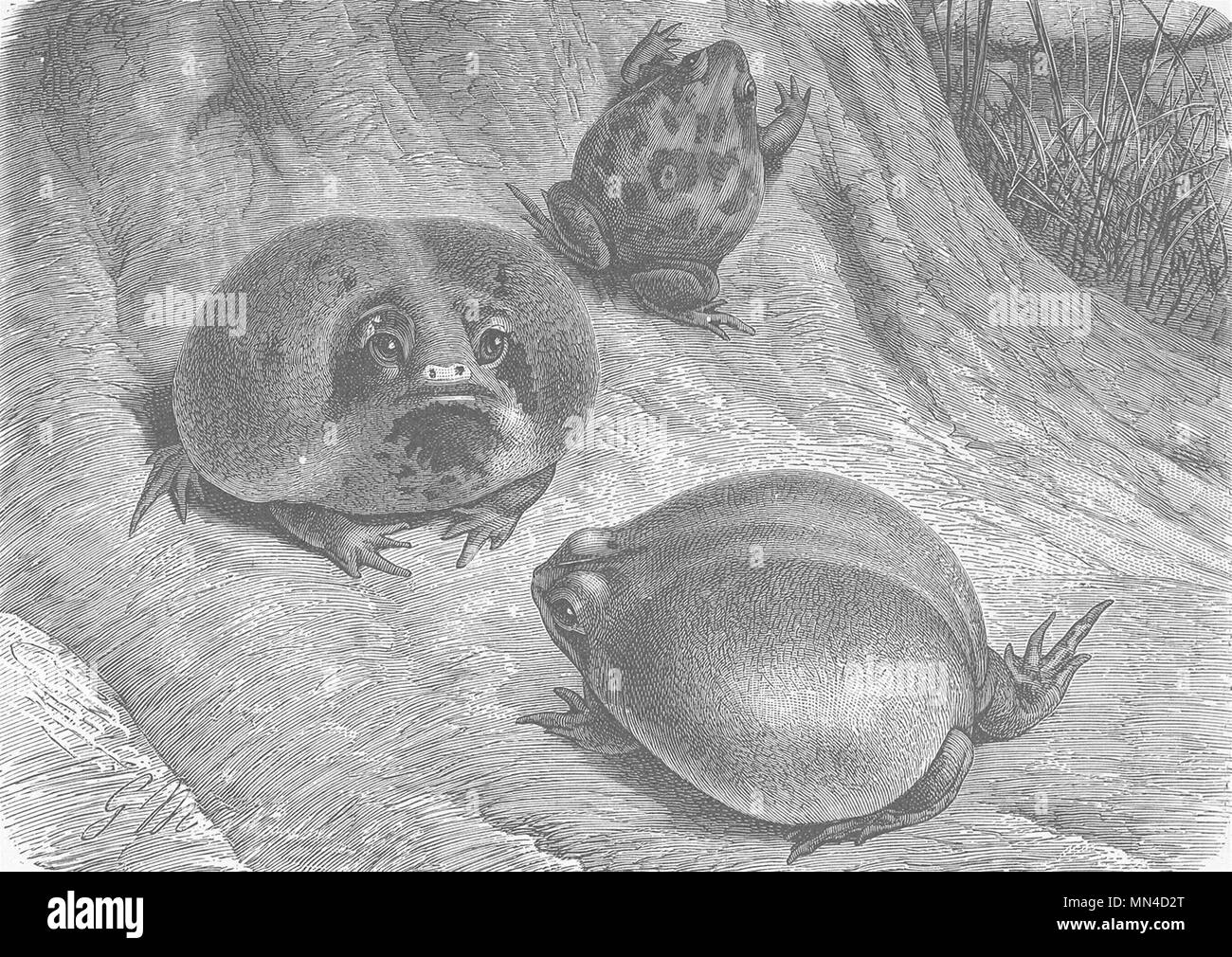 Short headed frogs hi-res stock photography and images - Alamy