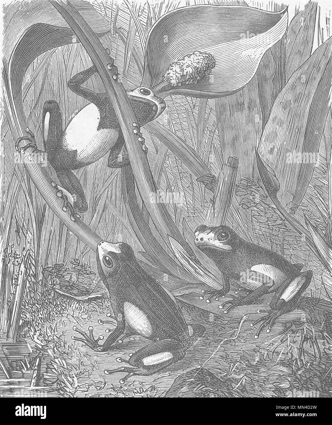 AMPHIBIANS. Variable tree-frogs 1896 old antique vintage print picture ...