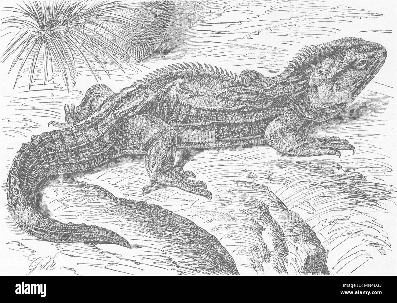 NEW ZEALAND. New Zealand Tuatera 1896 old antique vintage print picture ...