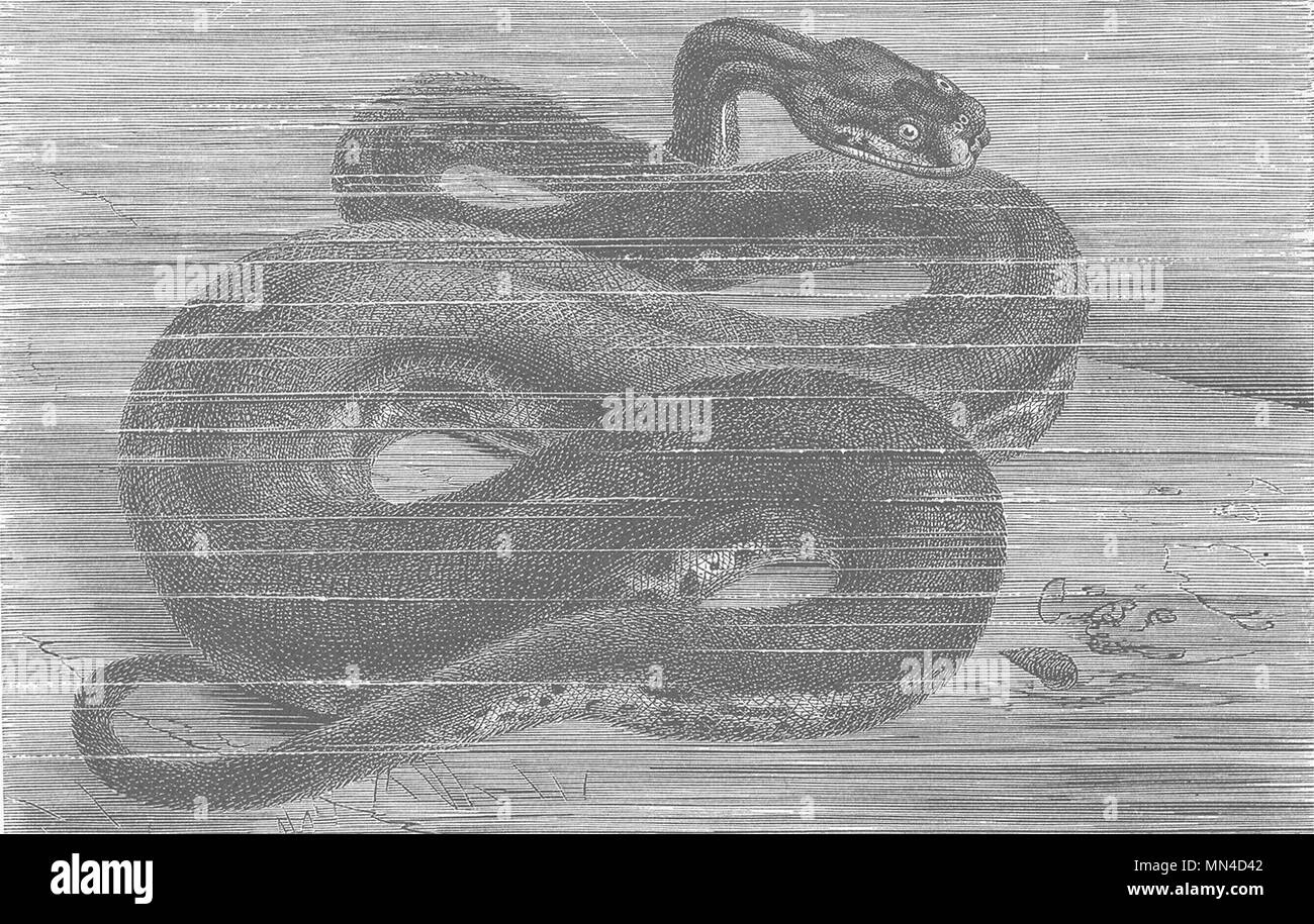 ANIMALS. Javan wart-snake 1896 old antique vintage print picture Stock ...