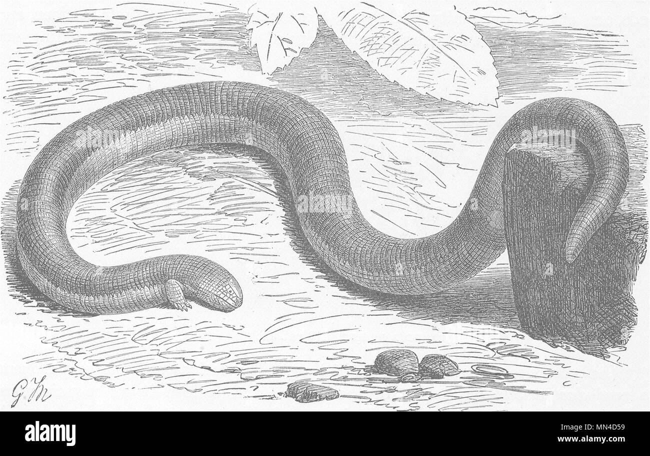 Amphisbaena hi-res stock photography and images - Alamy