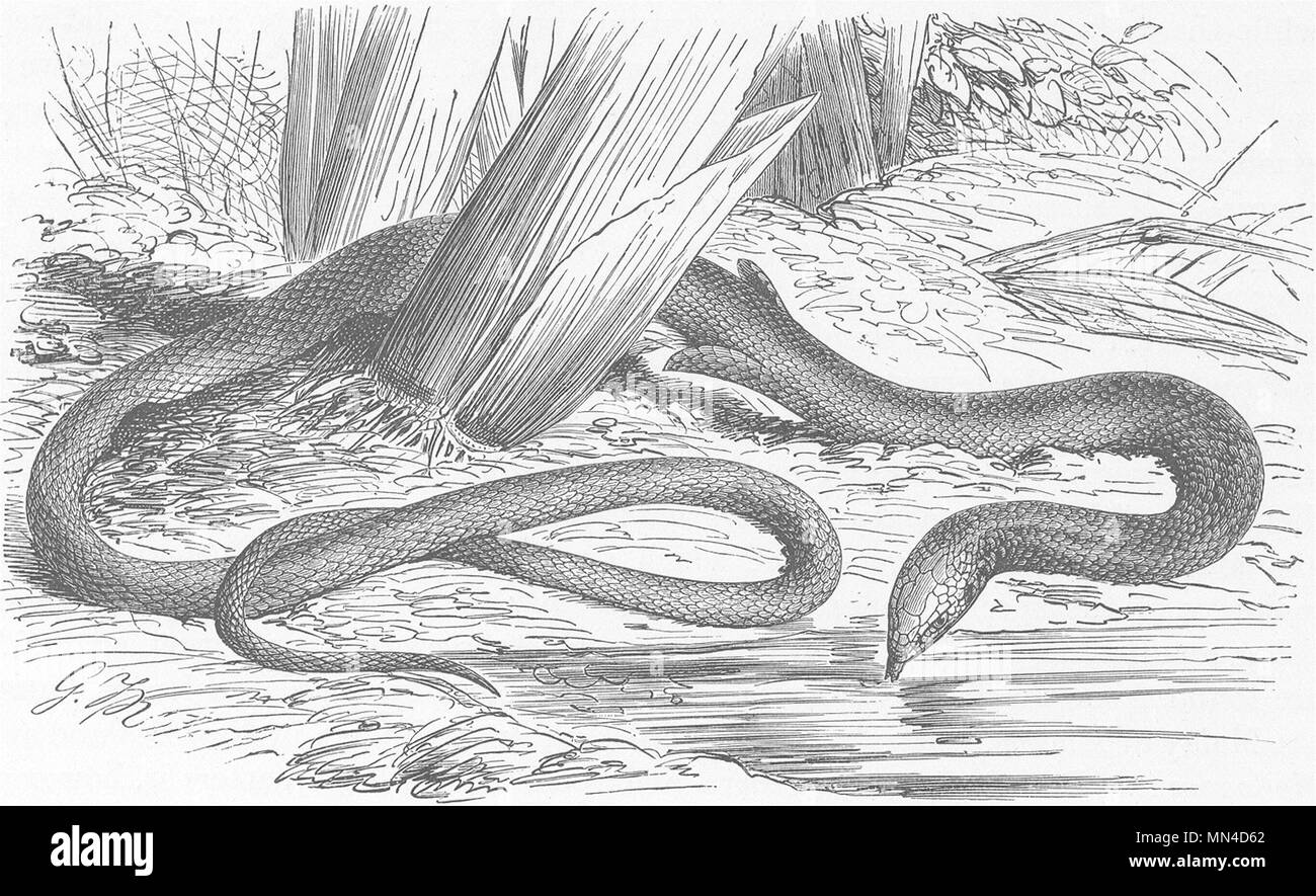 REPTILES. Common scale-footed lizard 1896 old antique vintage print ...