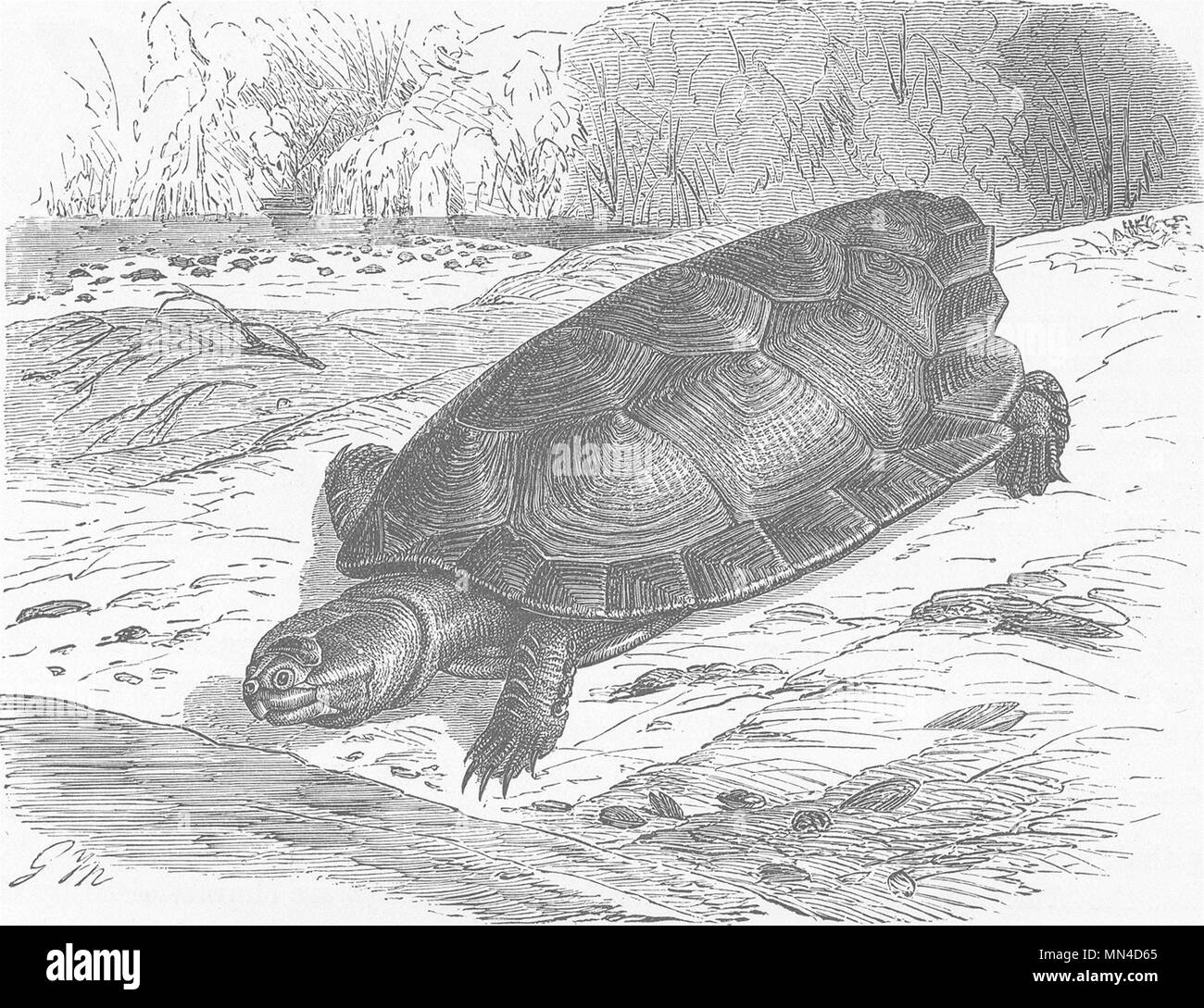 TORTOISES. Giant Amazonian tortoise 1896 old antique vintage print ...