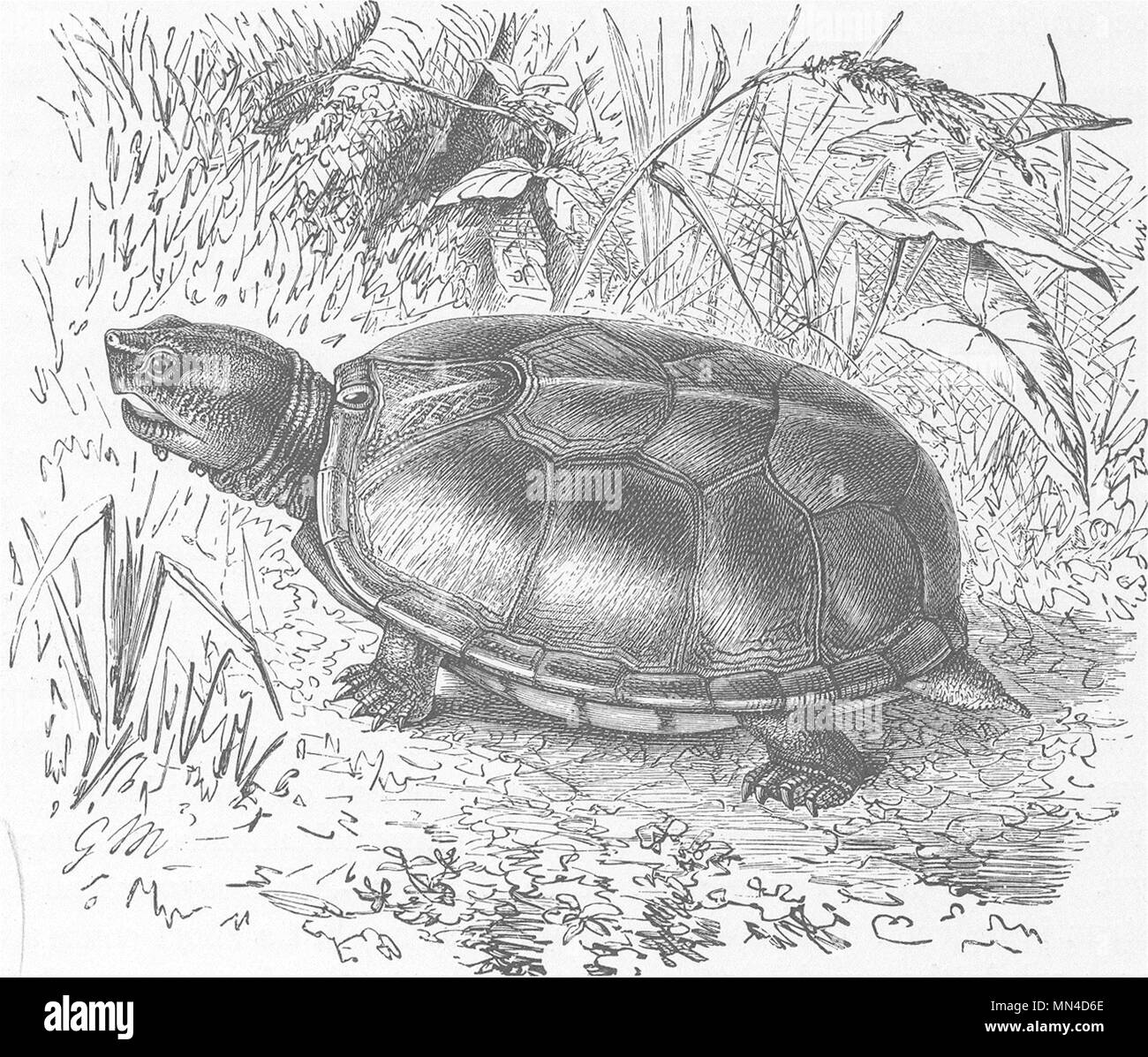 Terrapins Black and White Stock Photos & Images - Alamy