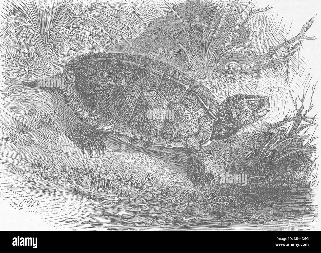 TERRAPINS. Sculptured terrapin 1896 old antique vintage print picture ...