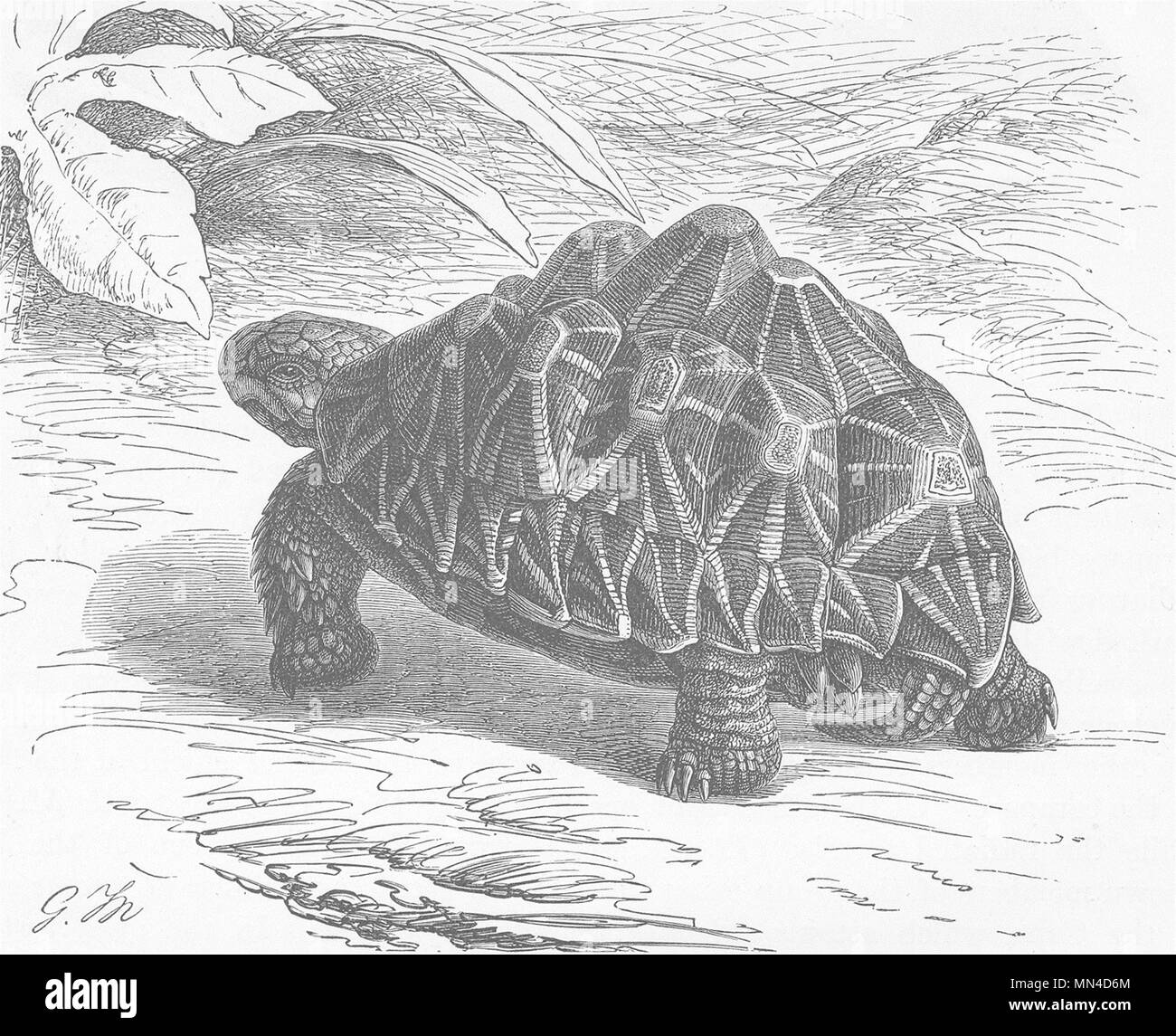 TORTOISES. Elegant tortoise 1896 old antique vintage print picture ...
