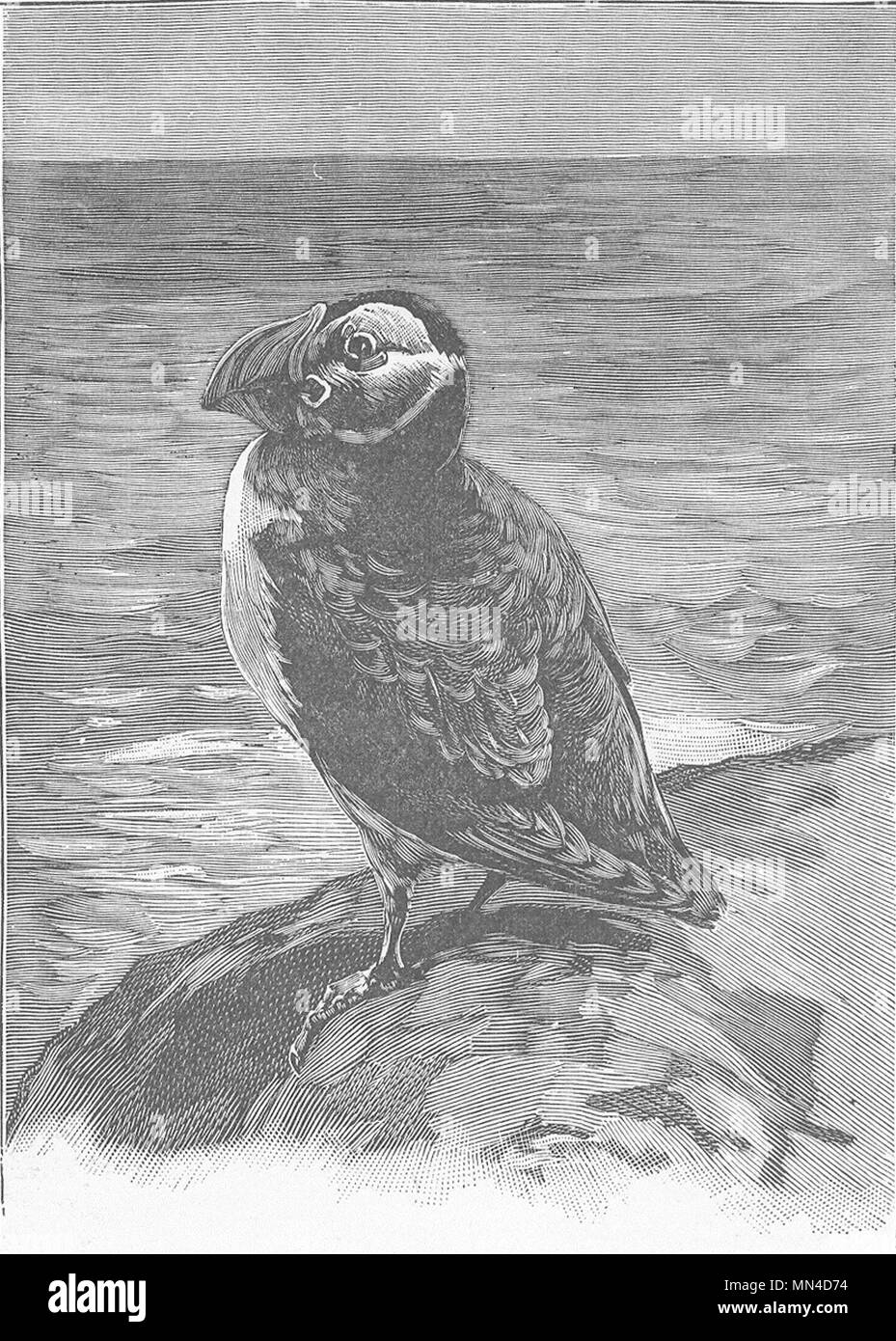 BIRDS. Common puffin 1895 old antique vintage print picture Stock Photo ...