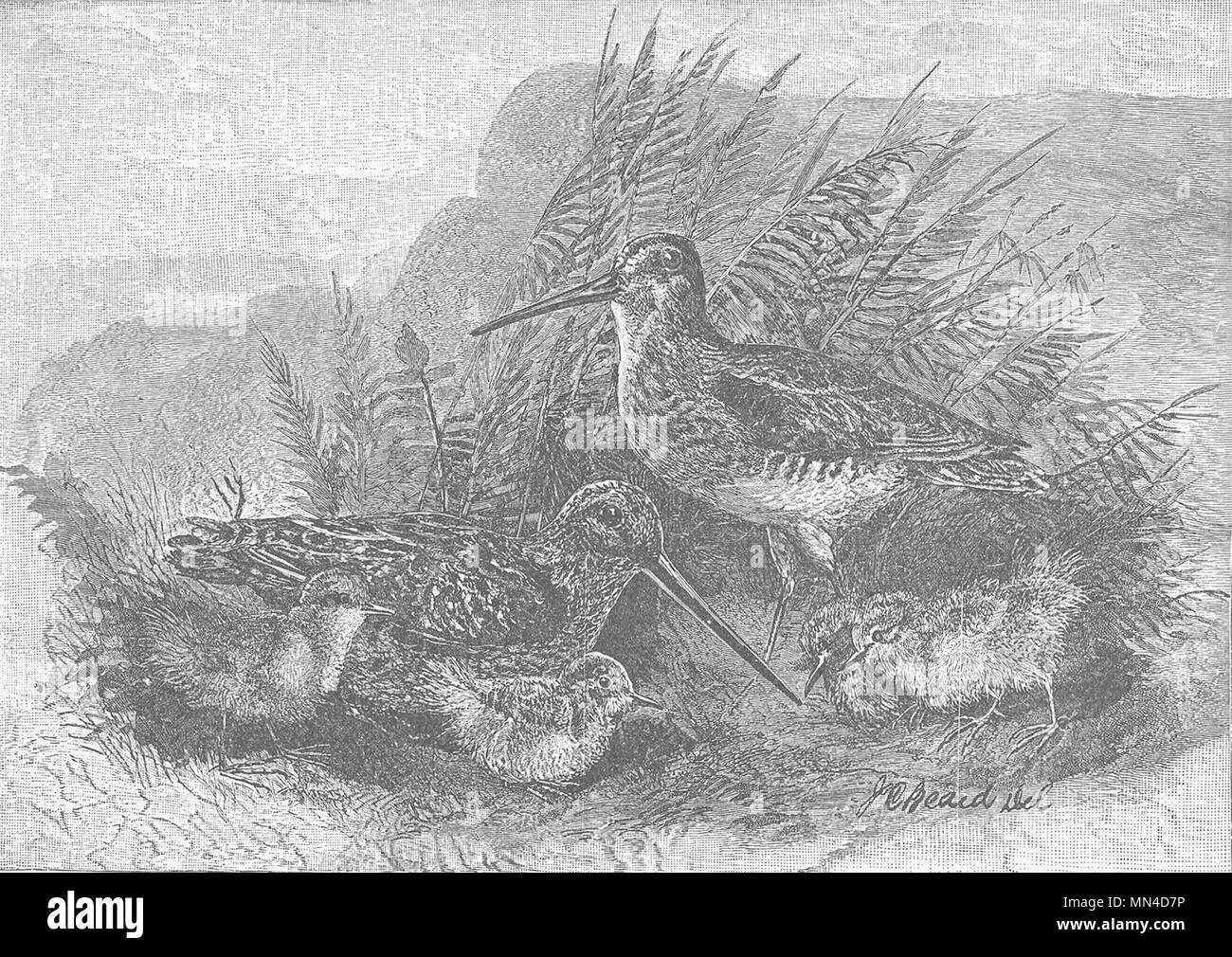FAMILY. A family of Wilson's snipe 1895 old antique vintage print ...