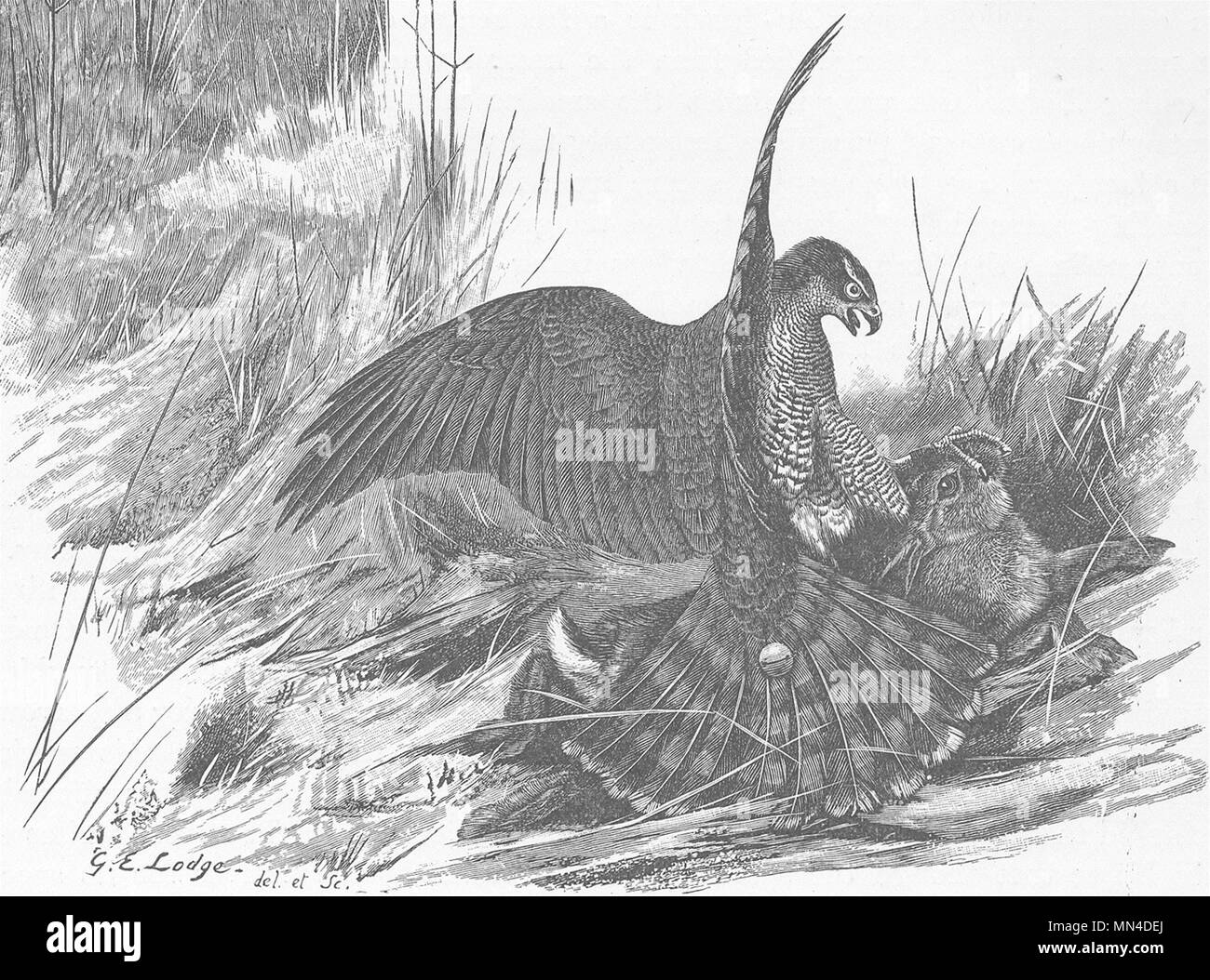 RABBITS. Adult goshawk rabbit-hawking 1895 old antique vintage print ...