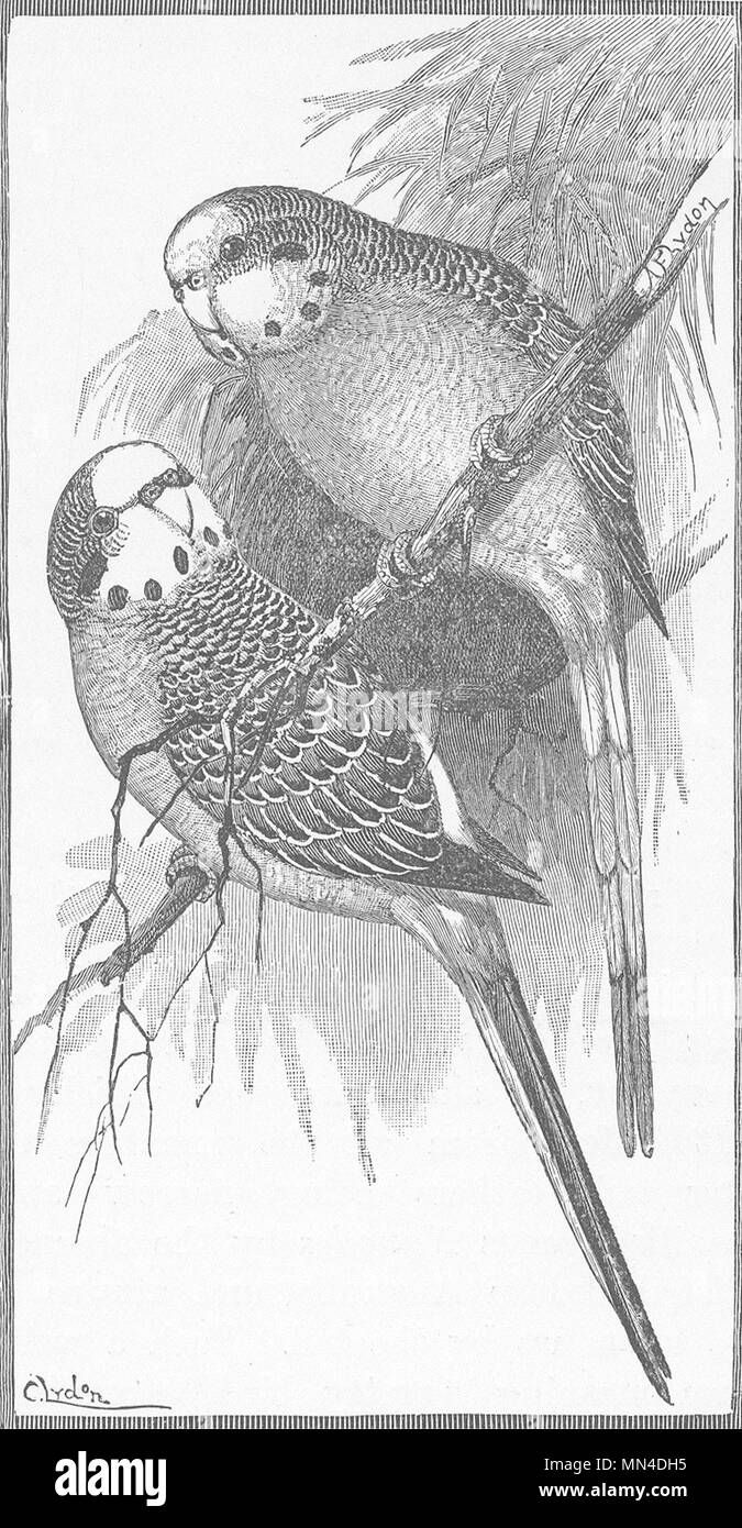 BIRDS. Budgerigars 1895 old antique vintage print picture Stock Photo ...