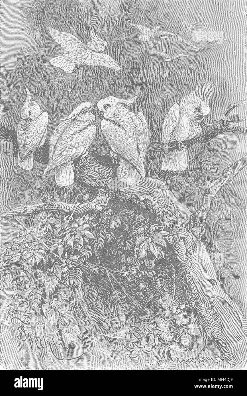 BIRDS. Cockatoos 1895 old antique vintage print picture Stock Photo - Alamy