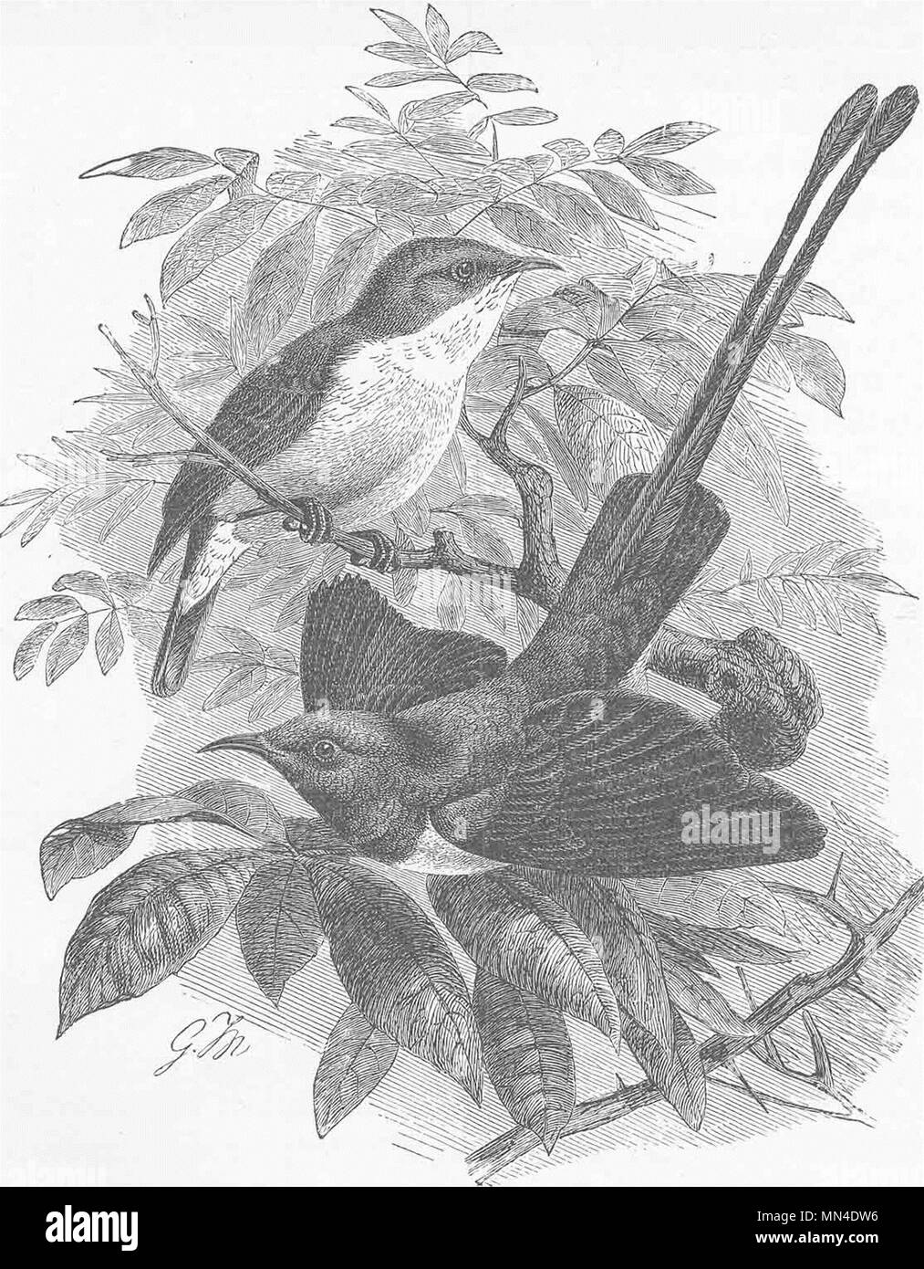 PERCHING BIRDS. Male & female of the metallic sun-bird 1894 old antique ...