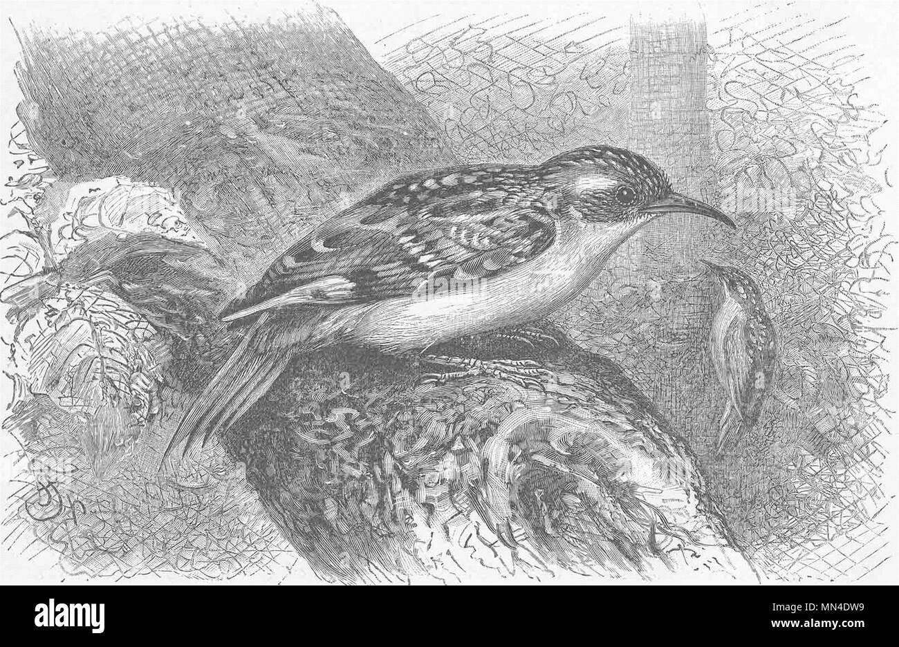 PERCHING BIRDS. The tree-creeper 1894 old antique vintage print picture ...