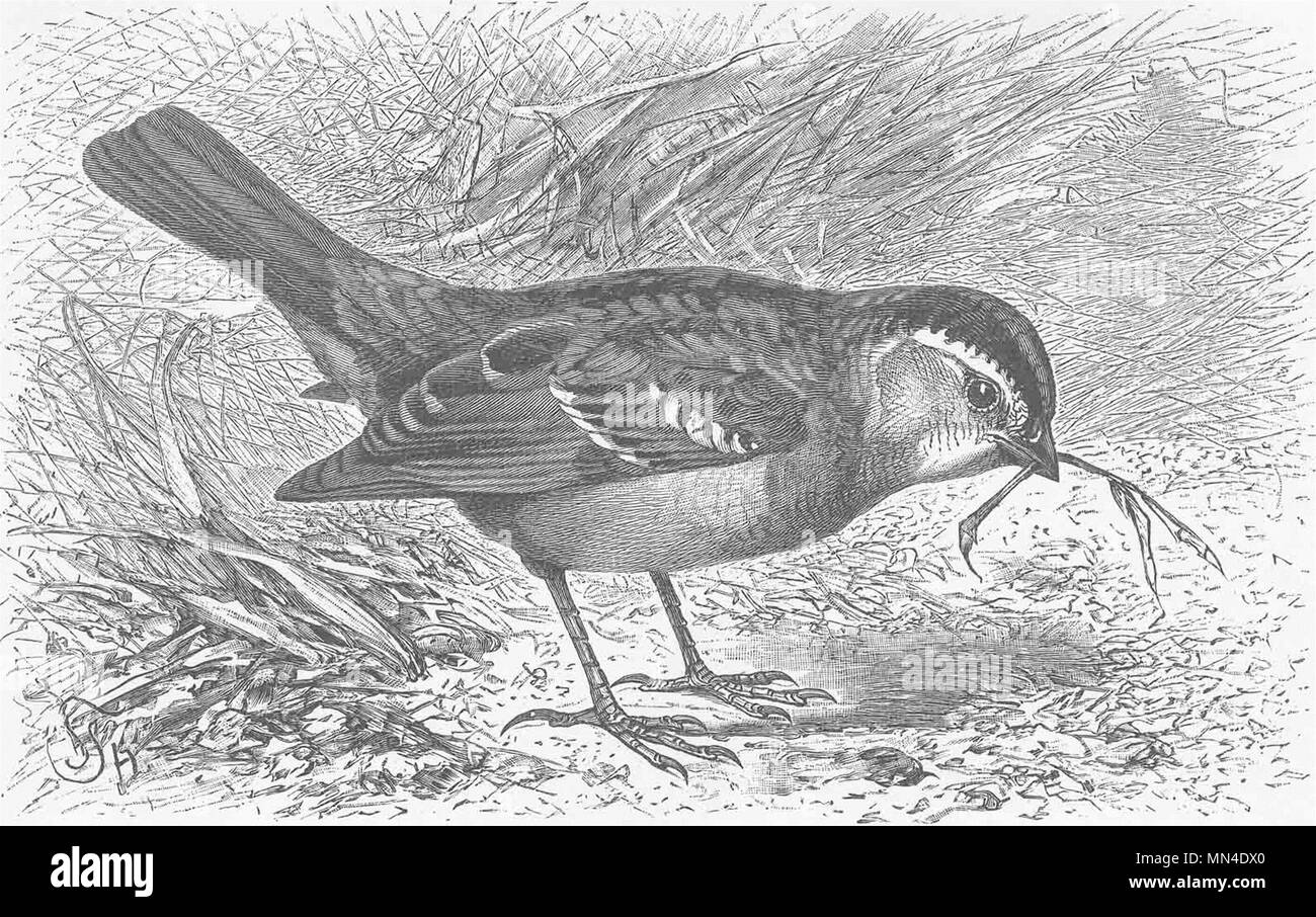 PERCHING BIRDS. The sparrow-bunting 1894 old antique vintage print ...