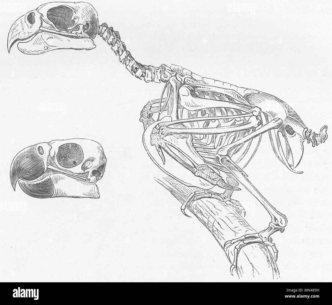 BIRDS. Skeleton of parrot & skull of cockatoo 1894 old antique print ...