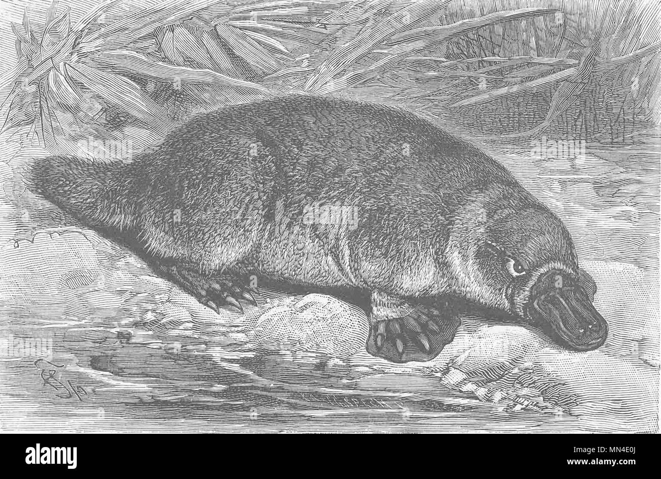 Prehistoric Monotremes