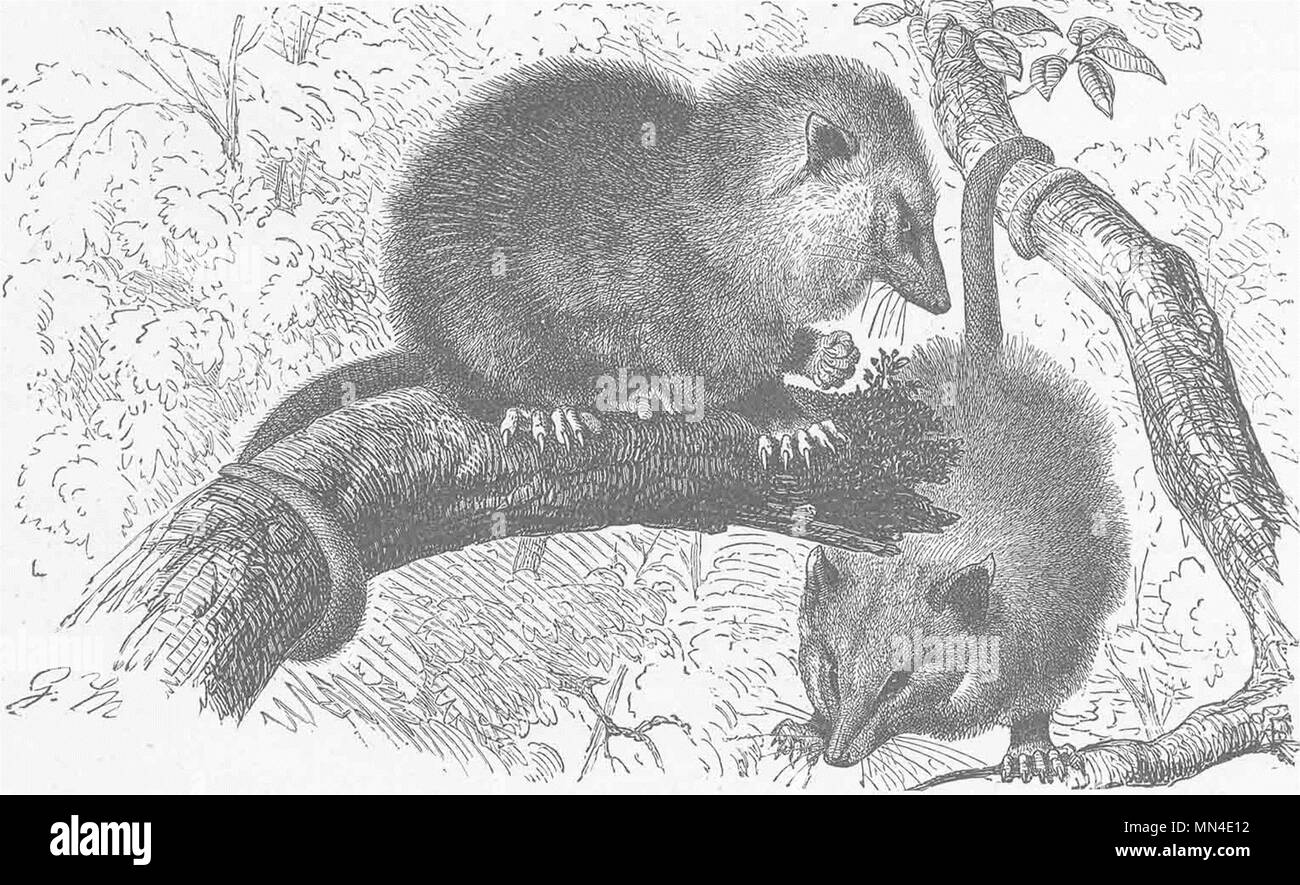 MARSUPIALS. Common opossum 1894 old antique vintage print picture Stock ...