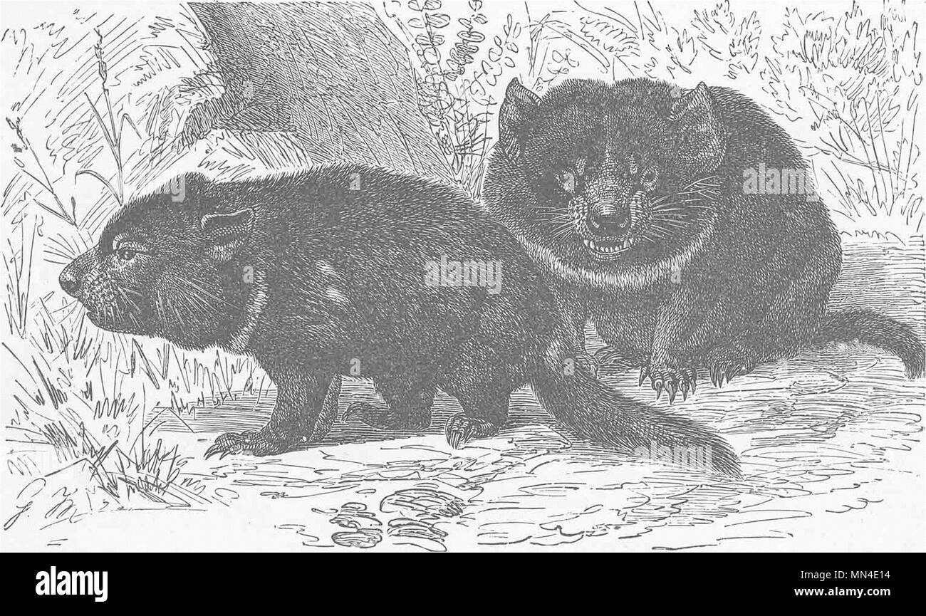 MARSUPIALS. The Tasmanian devil 1894 old antique vintage print picture ...
