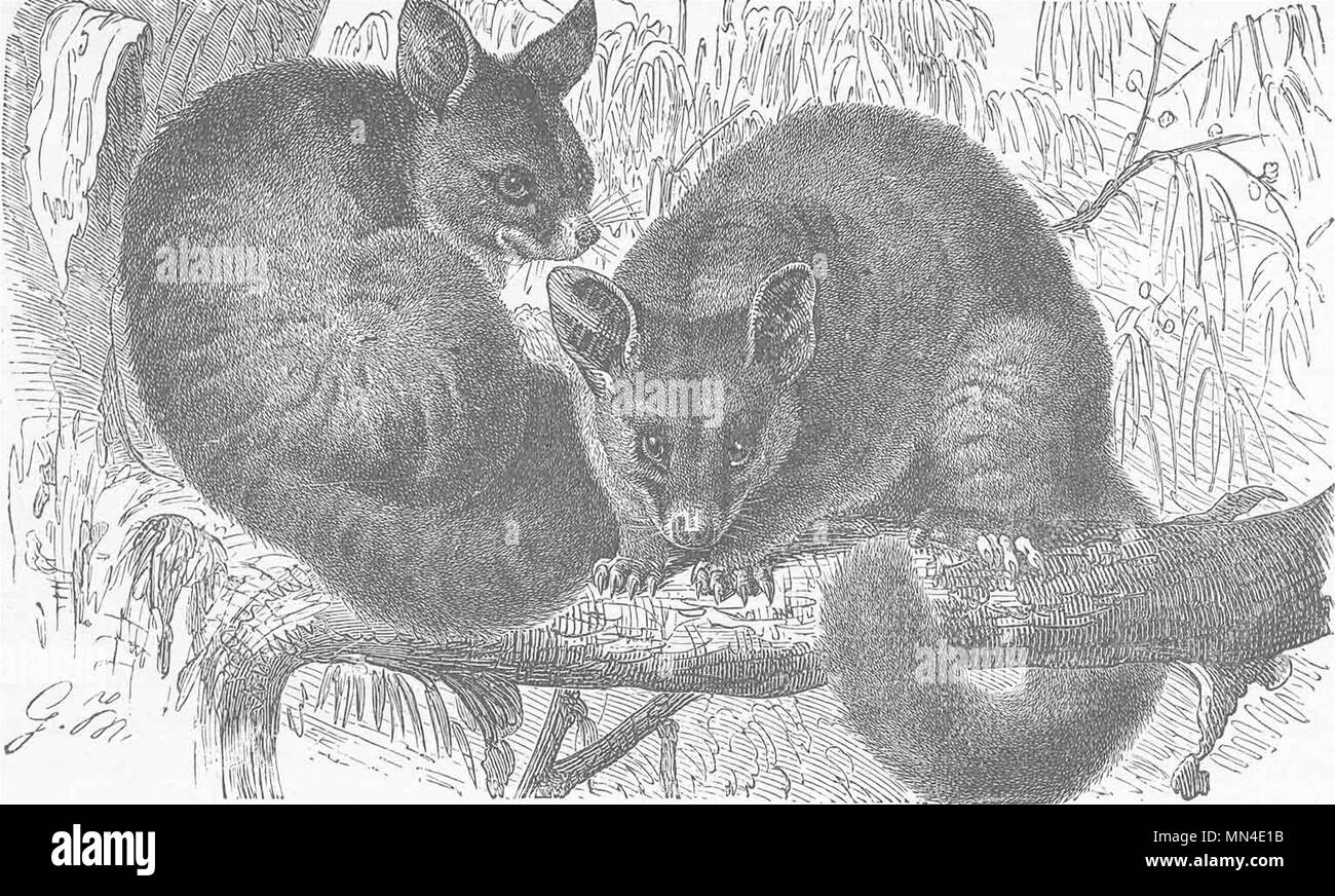 MARSUPIALS. Common phalanger 1894 old antique vintage print picture ...