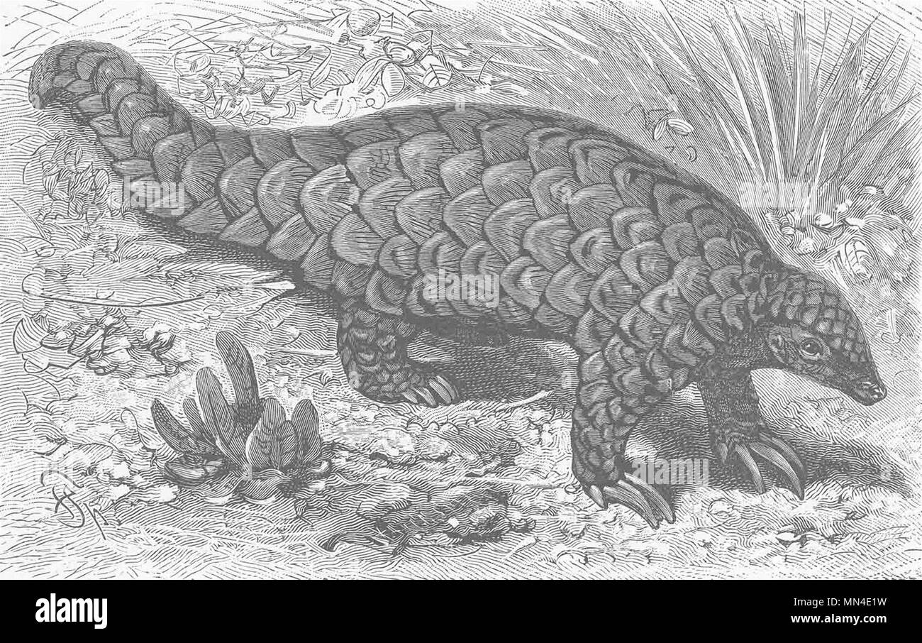 EDENTATES. The Indian pangolin 1894 old antique vintage print picture ...