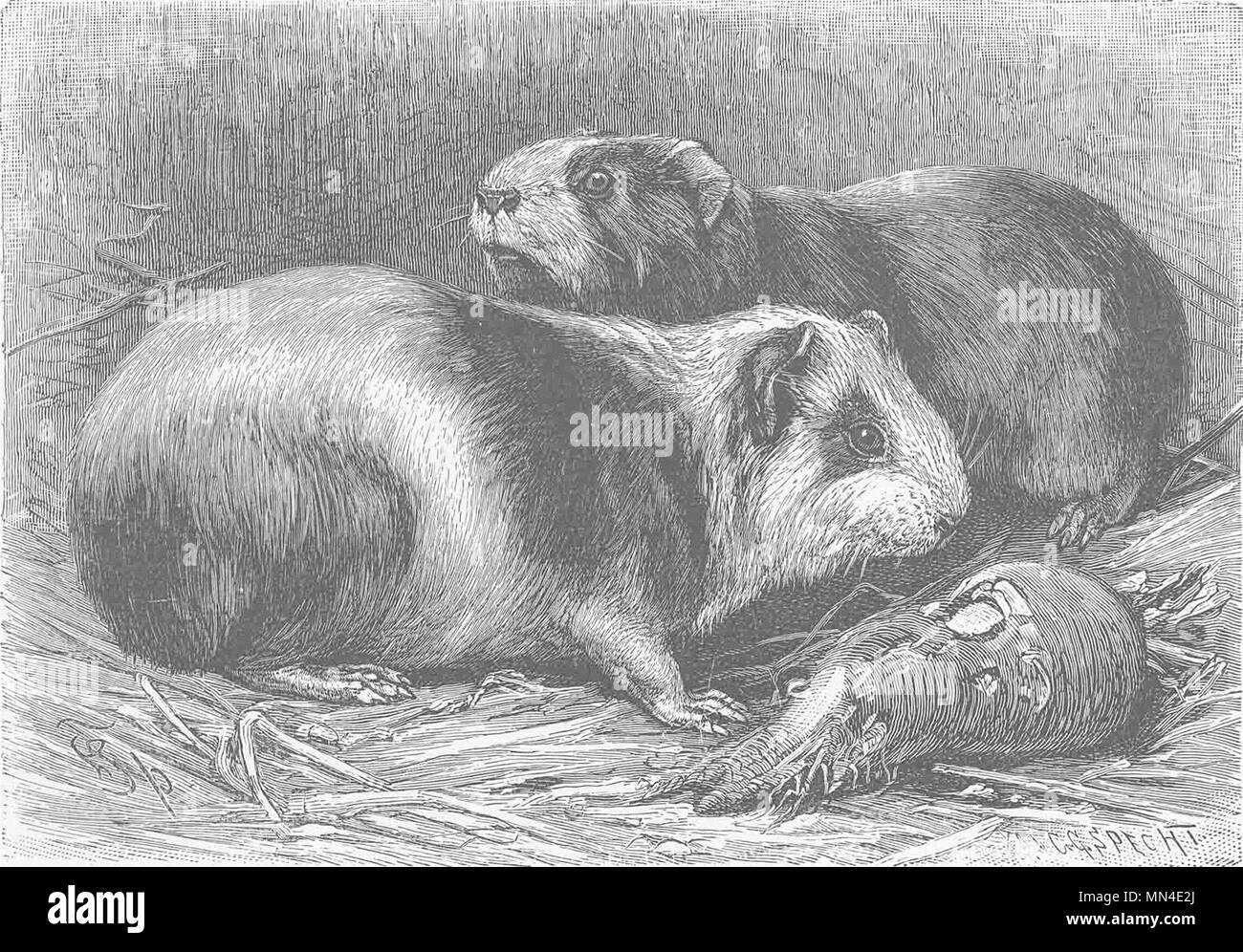 PIGS. The guinea-pig 1894 old antique vintage print picture Stock Photo ...