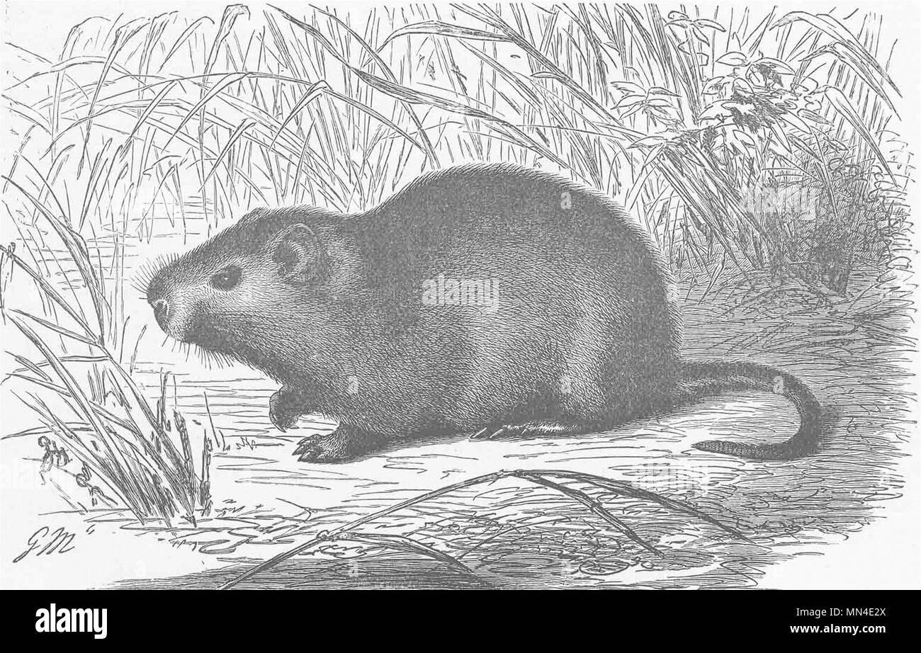 RODENTS. The cane-rat 1894 old antique vintage print picture Stock ...