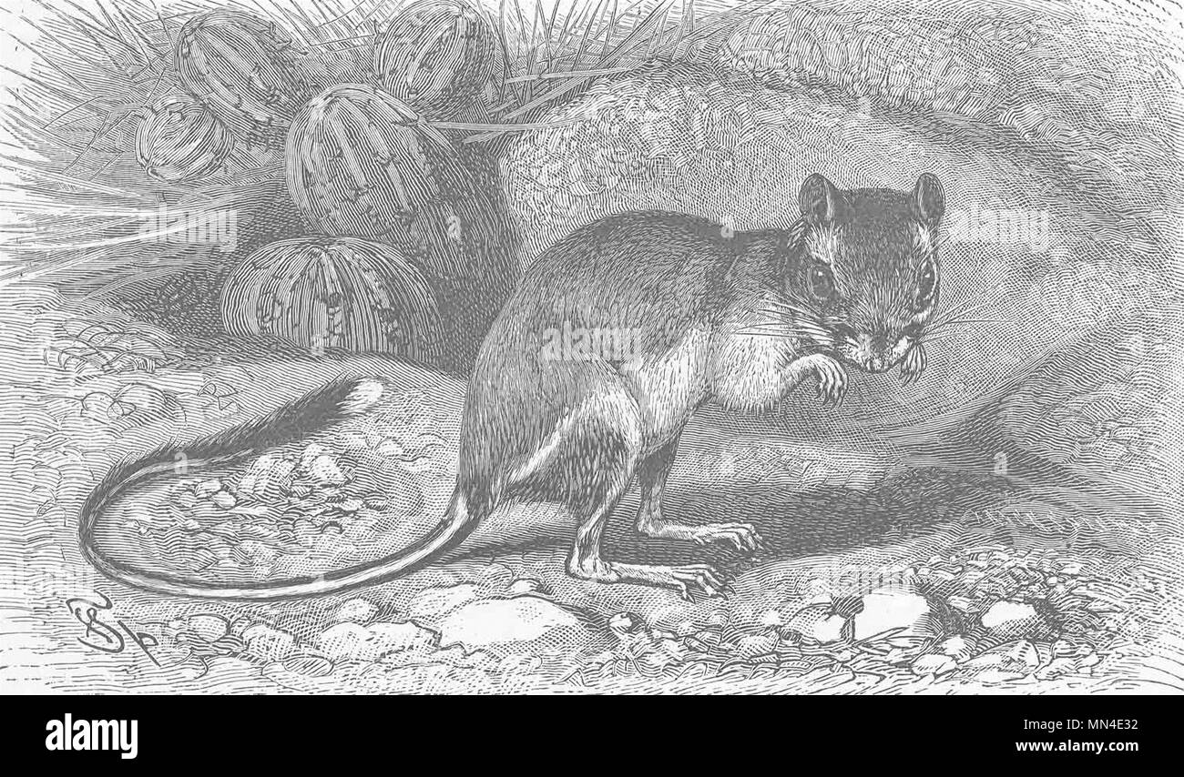 RODENTS. The common kangaroo-rat 1894 old antique vintage print picture ...