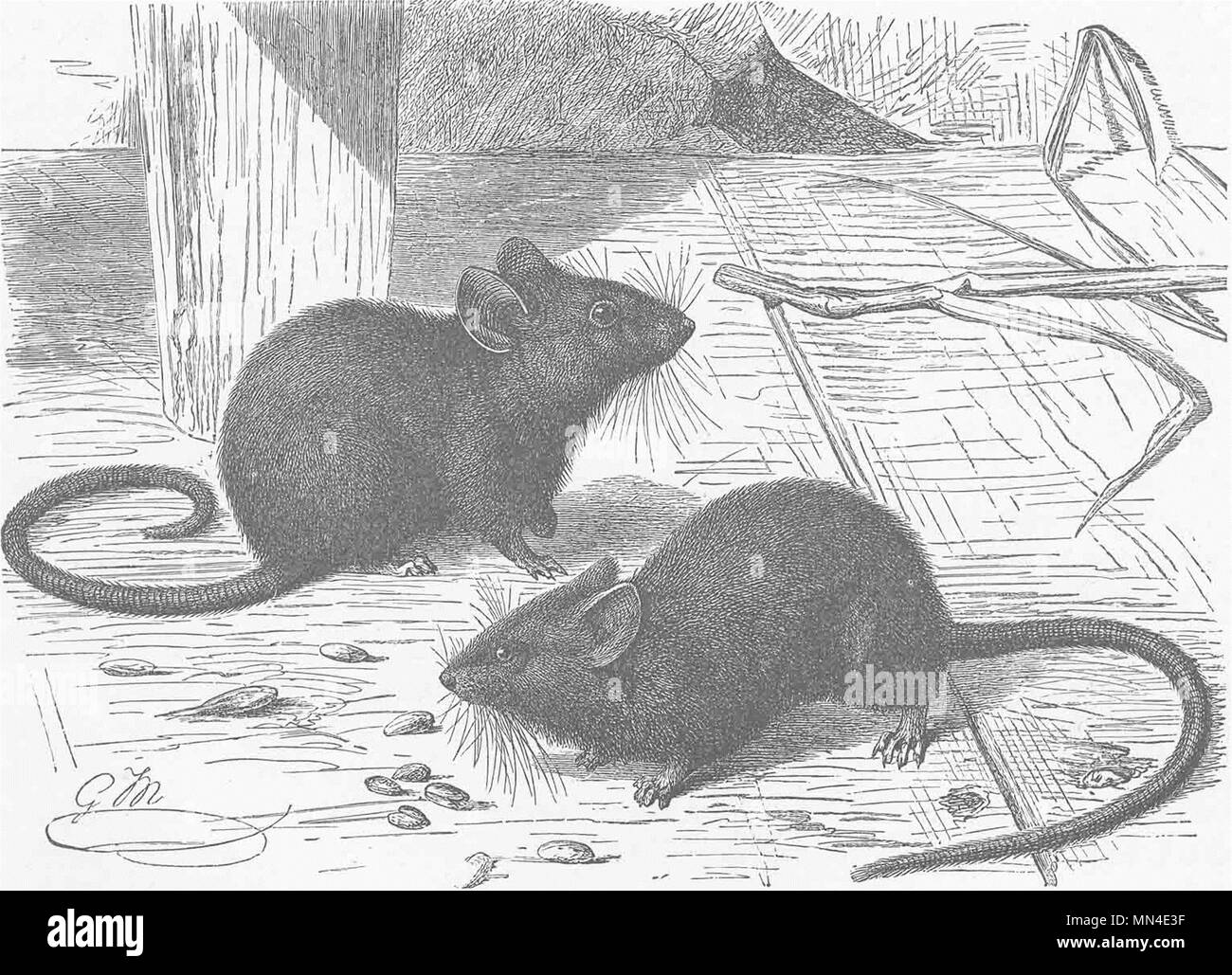 RODENTS. The house mouse 1894 old antique vintage print picture Stock ...