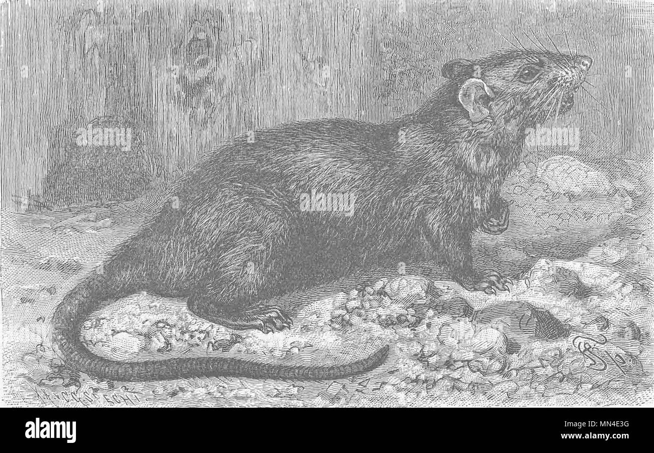RODENTS. The black rat 1894 old antique vintage print picture Stock ...