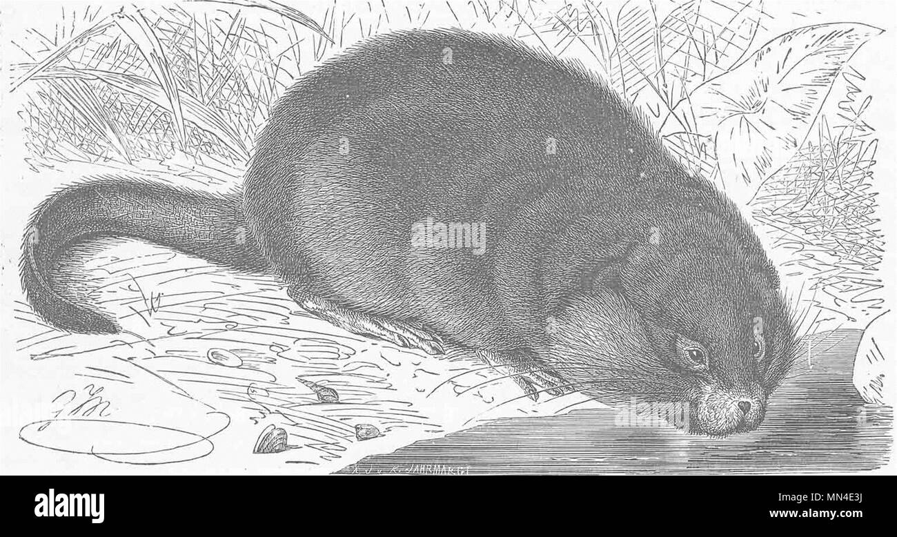 RODENTS. The musquash 1894 old antique vintage print picture Stock ...