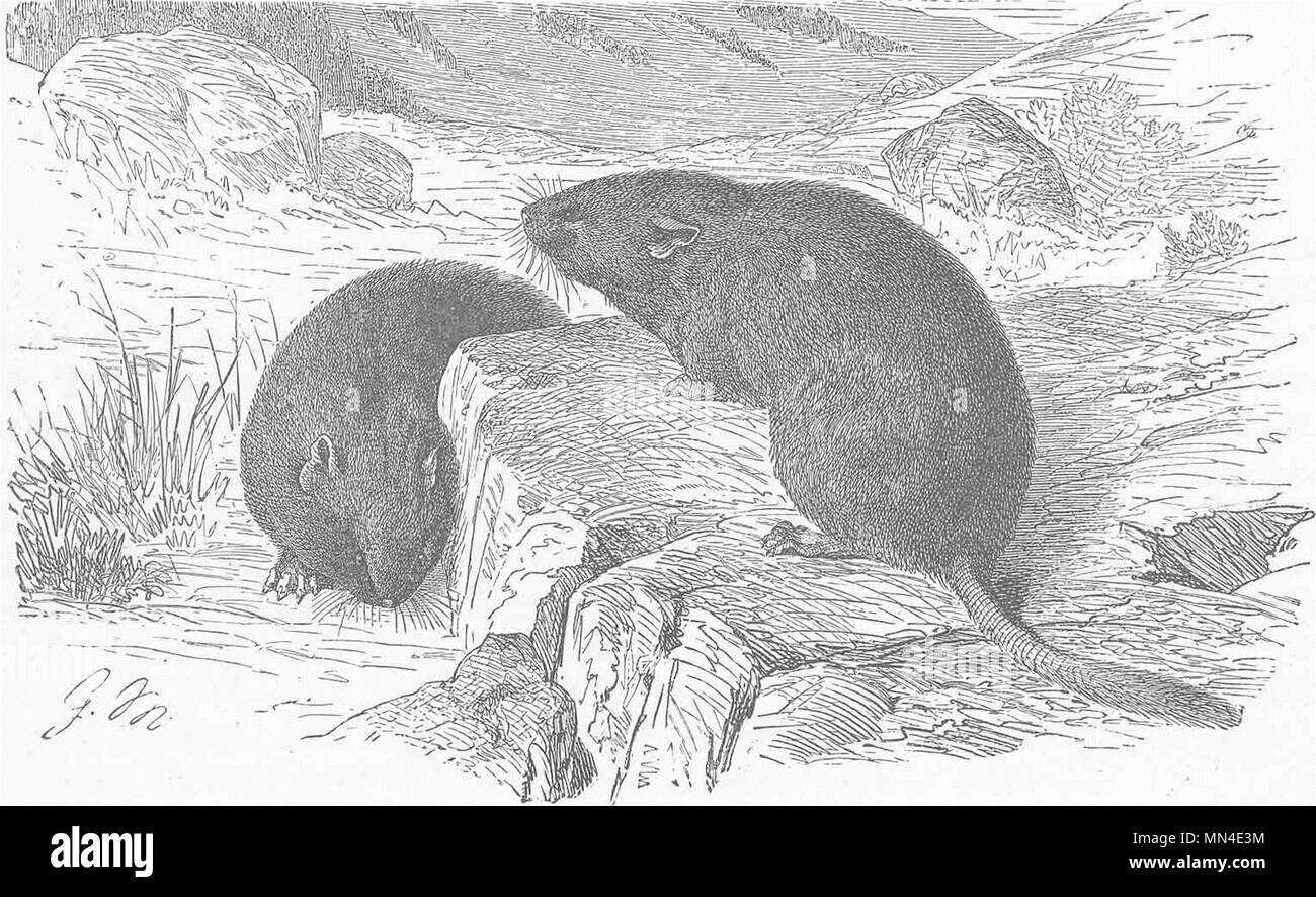 Black Vole