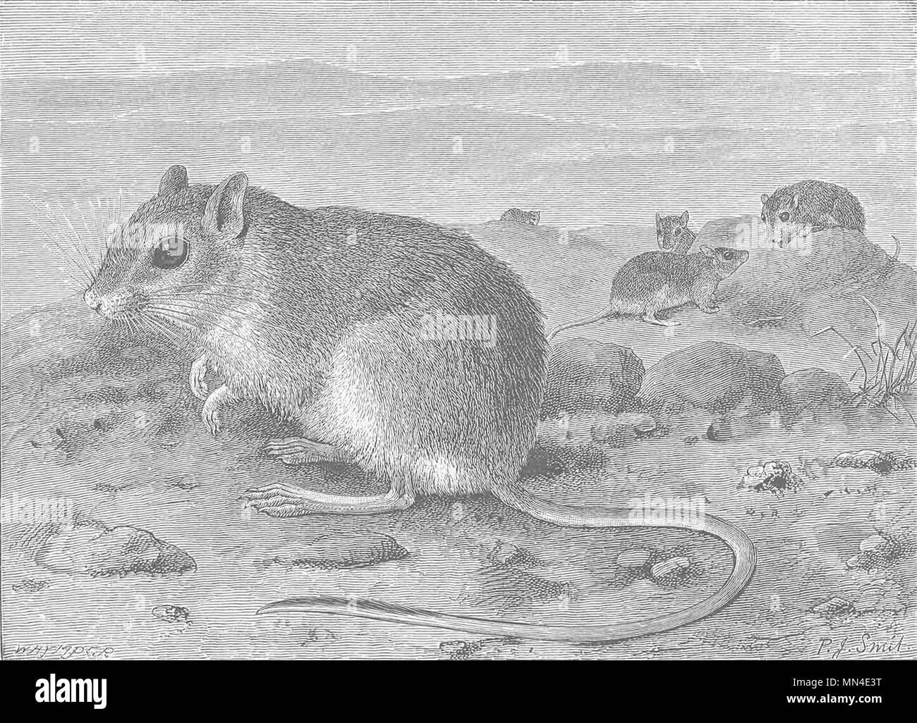 RODENTS. Egyptian gerbil 1894 old antique vintage print picture Stock ...