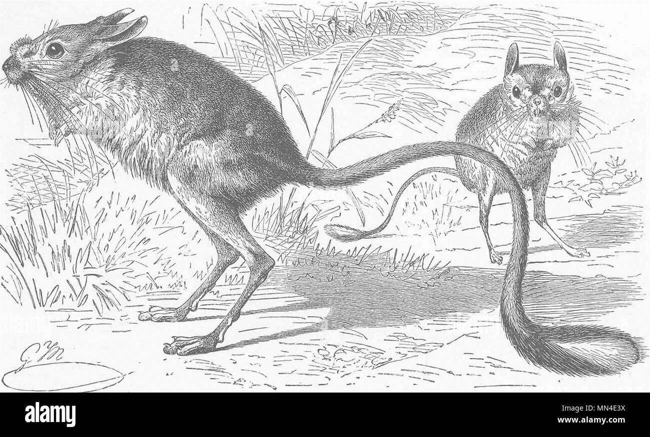 RODENTS. The Kirghiz jerboa 1894 old antique vintage print picture ...