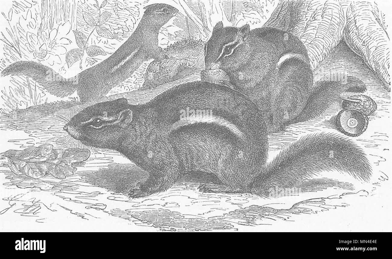 RODENTS. The common chipmunk 1894 old antique vintage print picture ...