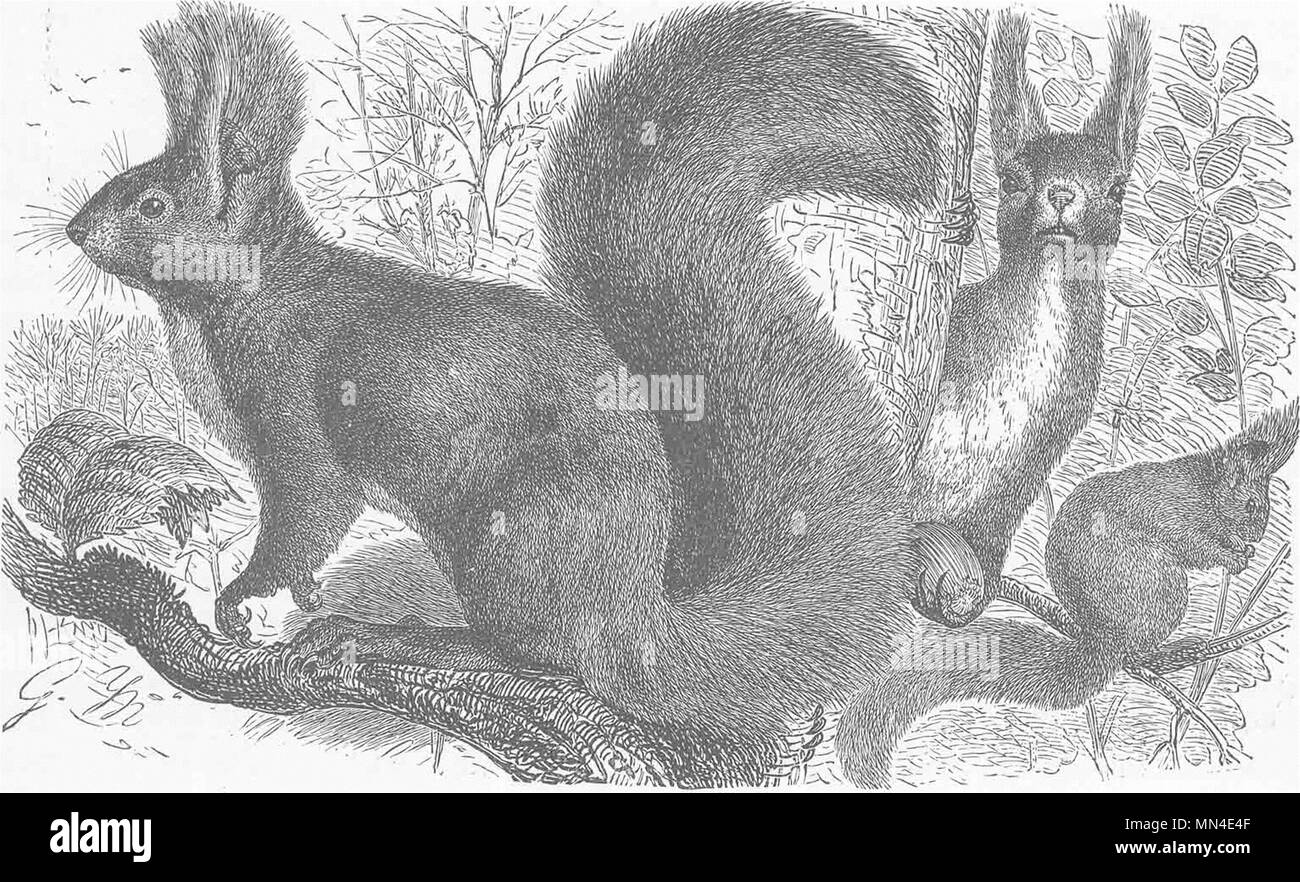 RODENTS. The European squirrel 1894 old antique vintage print picture ...
