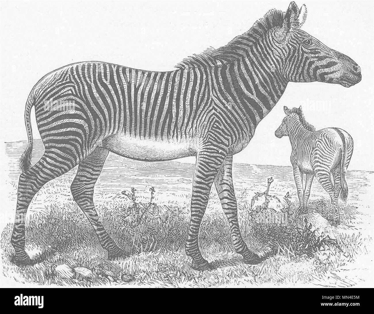 ANIMALS. Grevy's zebra 1894 old antique vintage print picture Stock ...