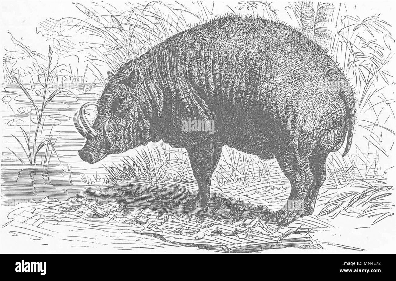 UNGULATES. The babirusa 1894 old antique vintage print picture Stock ...