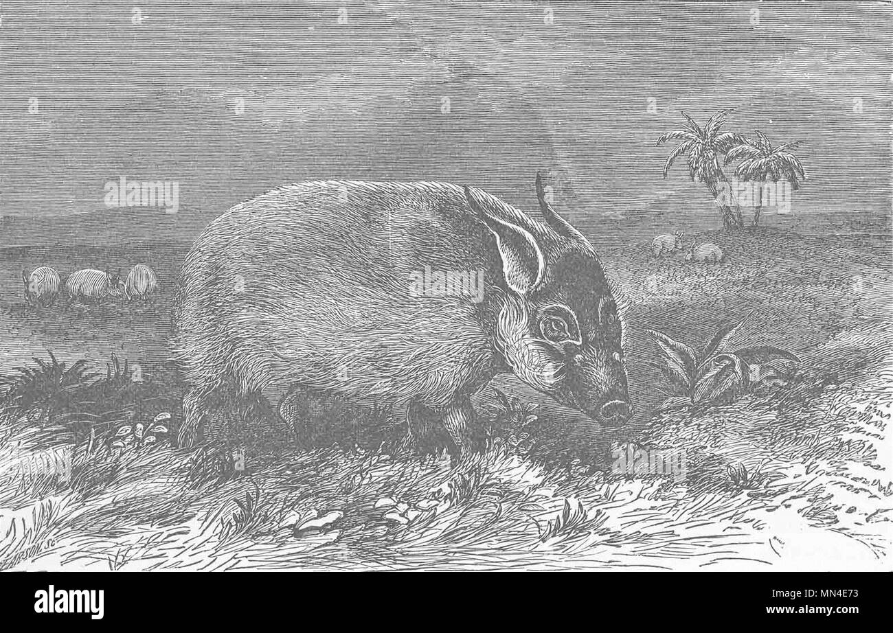 PIGS. The red bush-pig 1894 old antique vintage print picture Stock ...