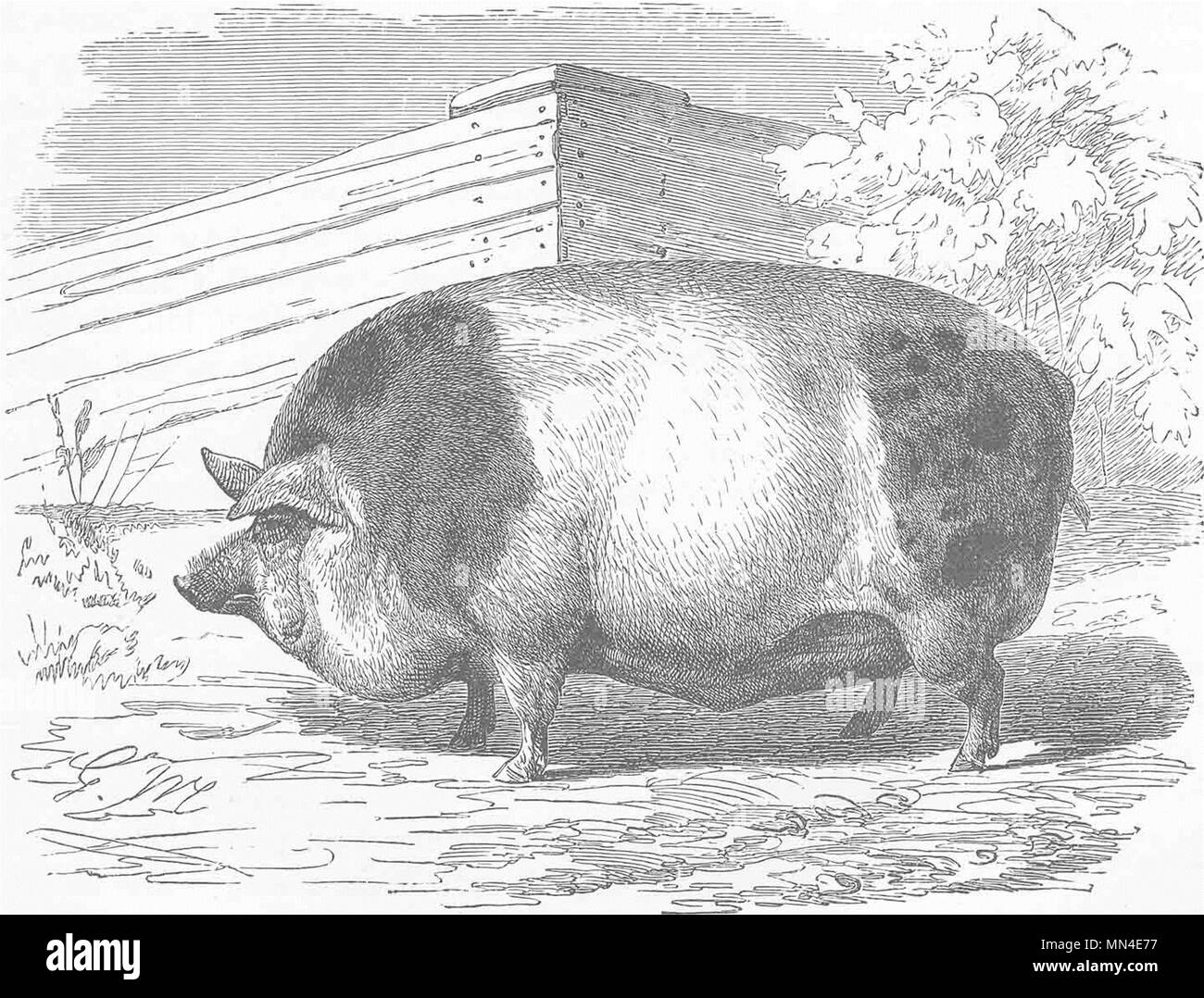 PIGS. Harrison pig 1894 old antique vintage print picture Stock Photo ...
