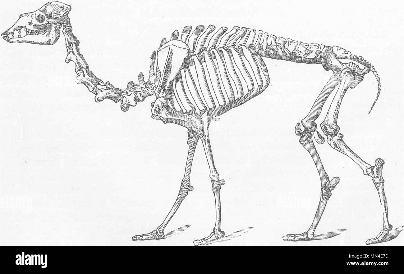Skeleton of camel hi-res stock photography and images - Alamy