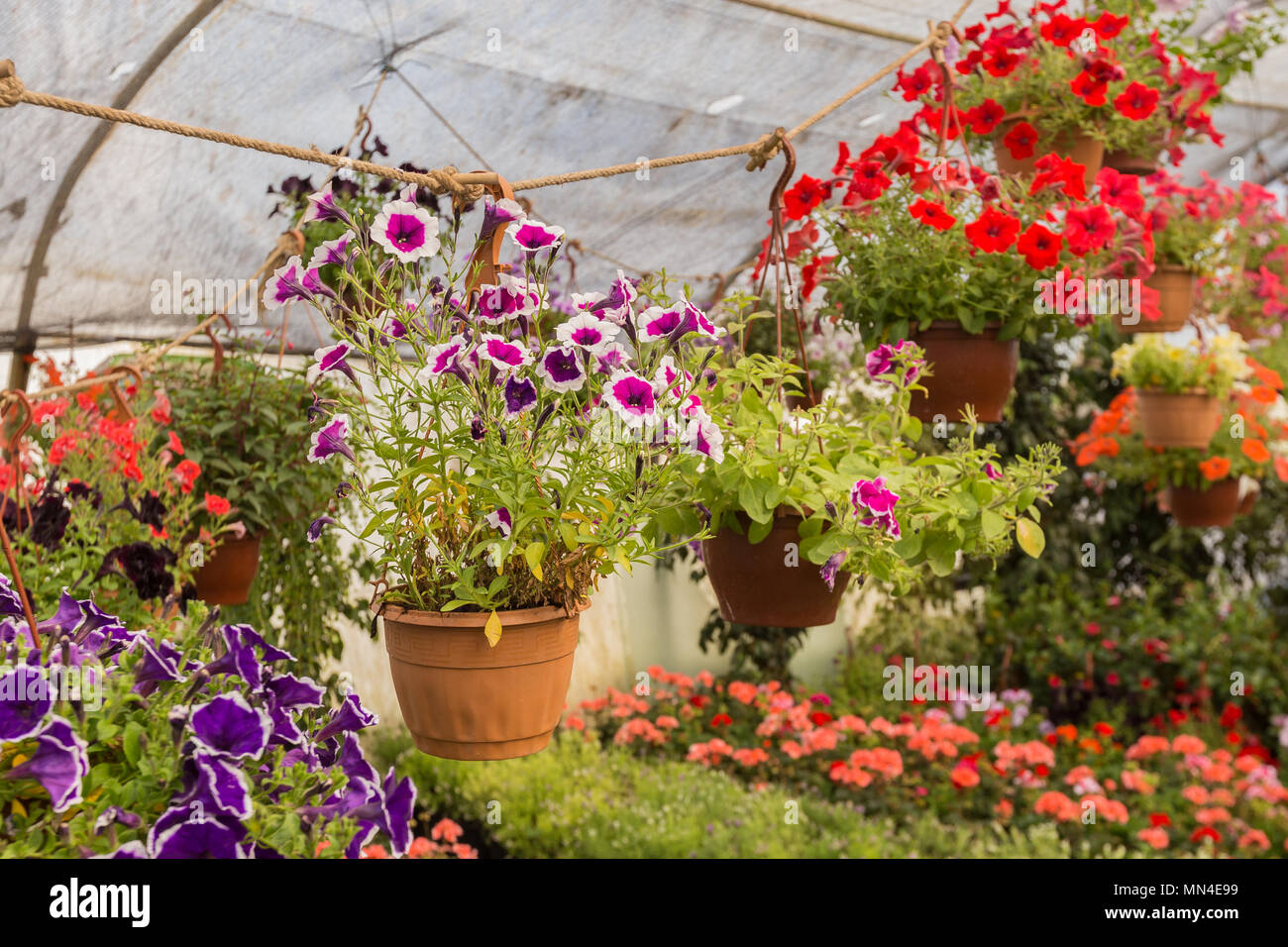 Different kind of flowers and plants in pots hanging at a botanical ...
