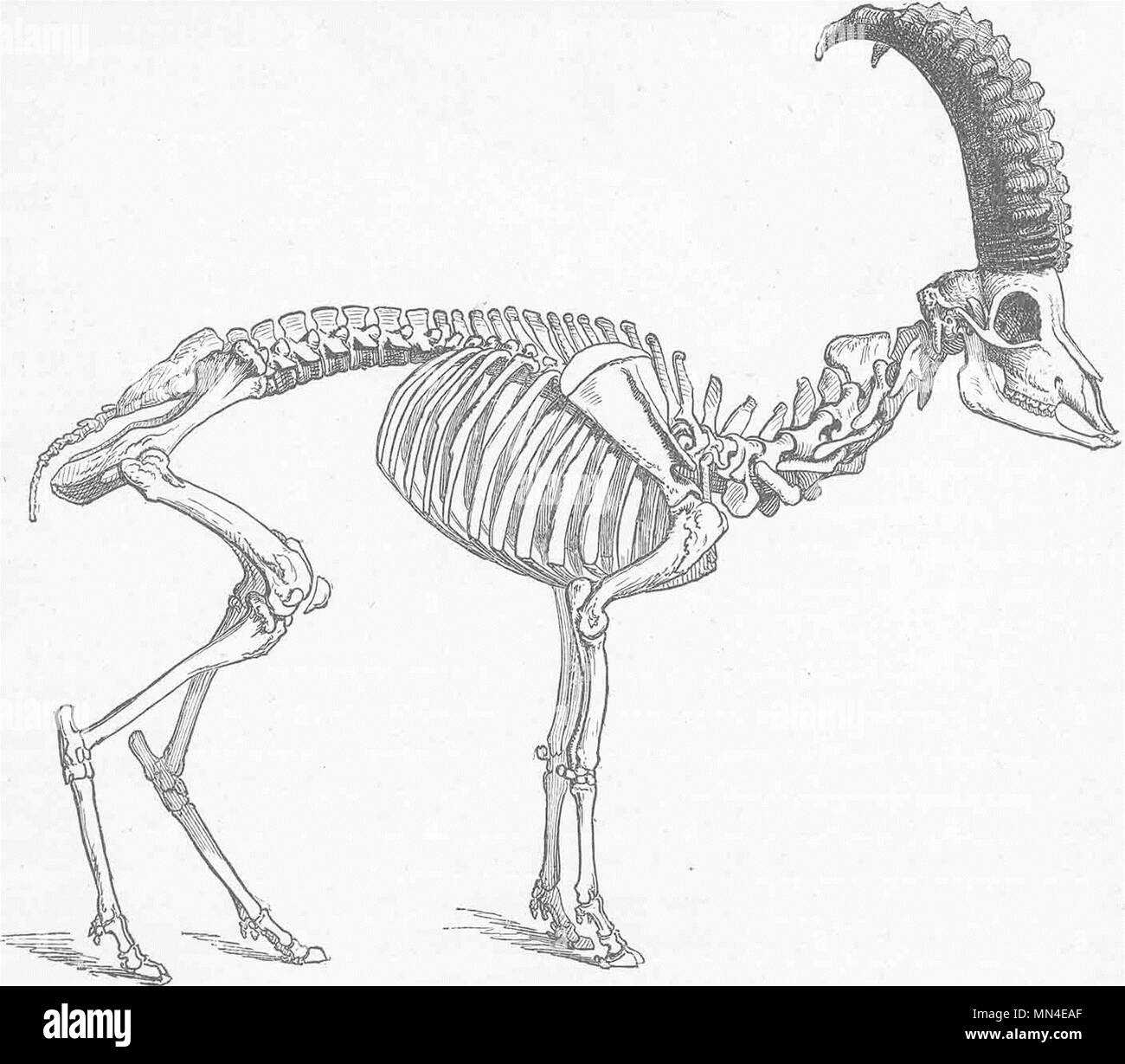 GOATS. Skeleton of the ibex 1894 old antique vintage print picture ...