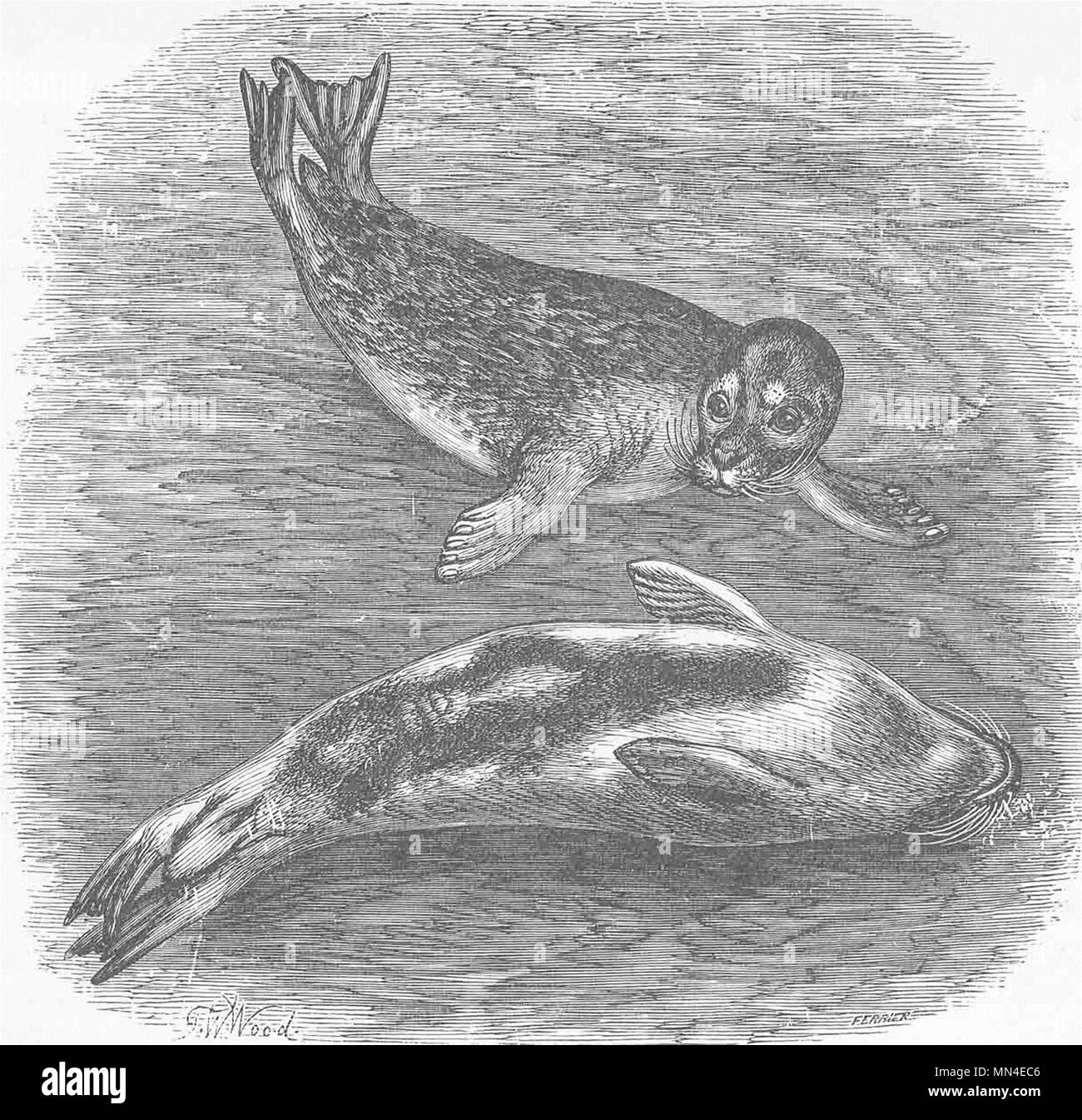 CARNIVORES. Seals swimming 1894 old antique vintage print picture Stock ...